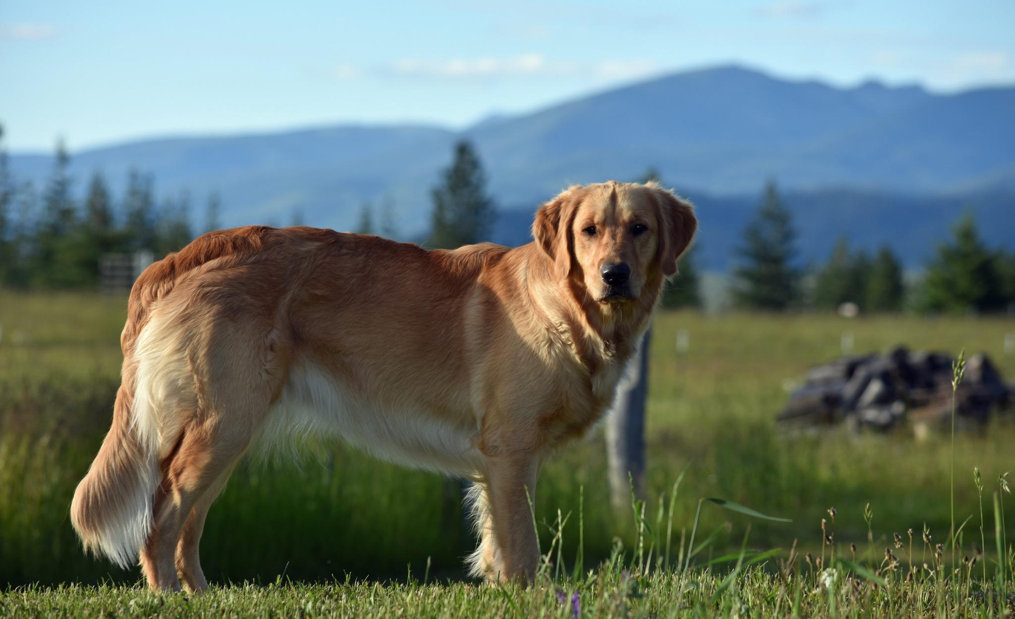 Blue Moon Acres Golden Retrievers in Idaho | Golden Retriever puppies ...