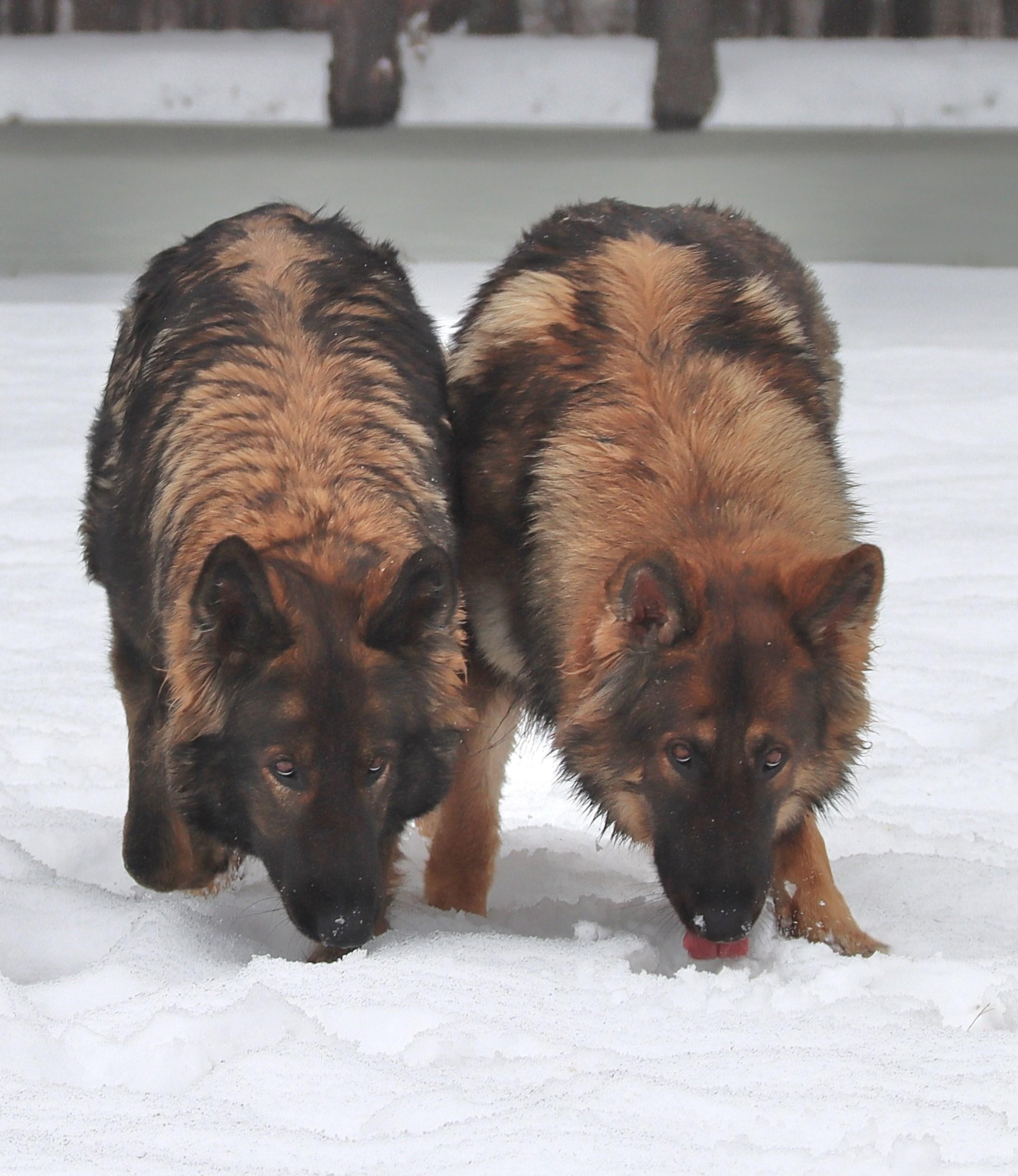 Oakmont Shepherds in Alabama | German Shepherd puppies | Good Dog