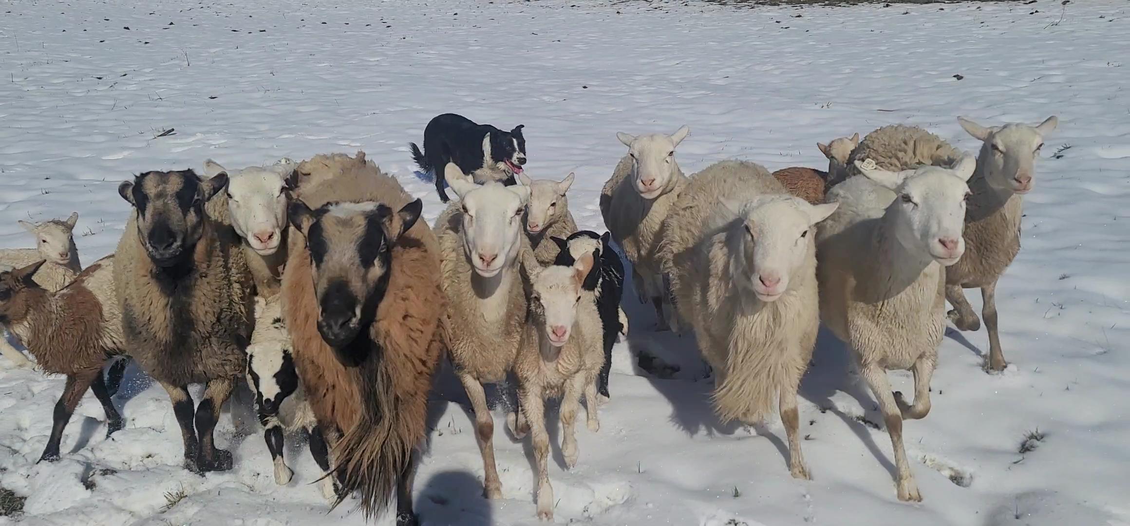 Borderline Kennels in Indiana | Border Collie puppies | Good Dog