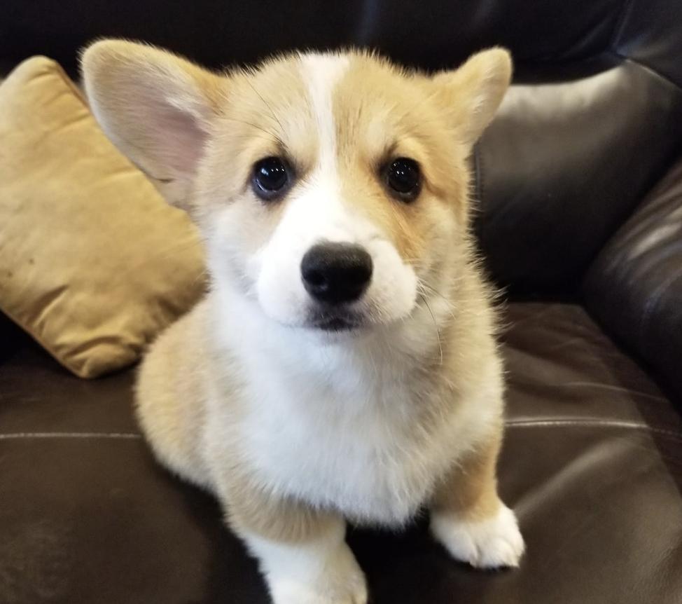 Peakaview Corgis in Oregon | Pembroke Welsh Corgi puppies | Good Dog