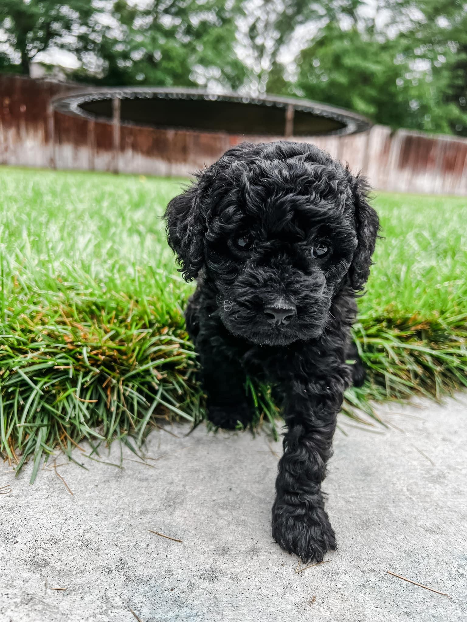 Bear River Doodles in Idaho | Goldendoodle puppies | Good Dog