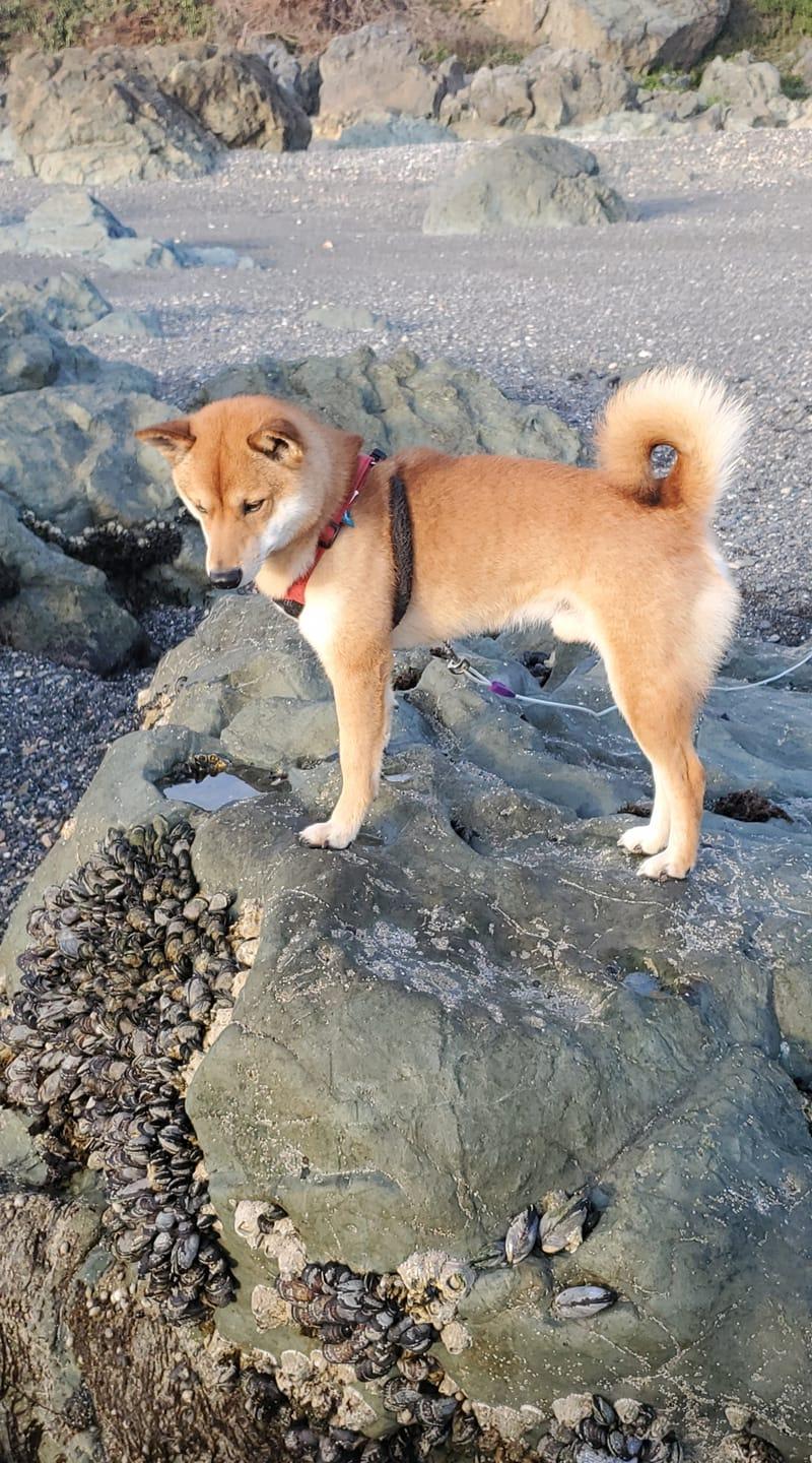 Veronika's Shiba Inus in Illinois | Shiba Inu puppies | Good Dog