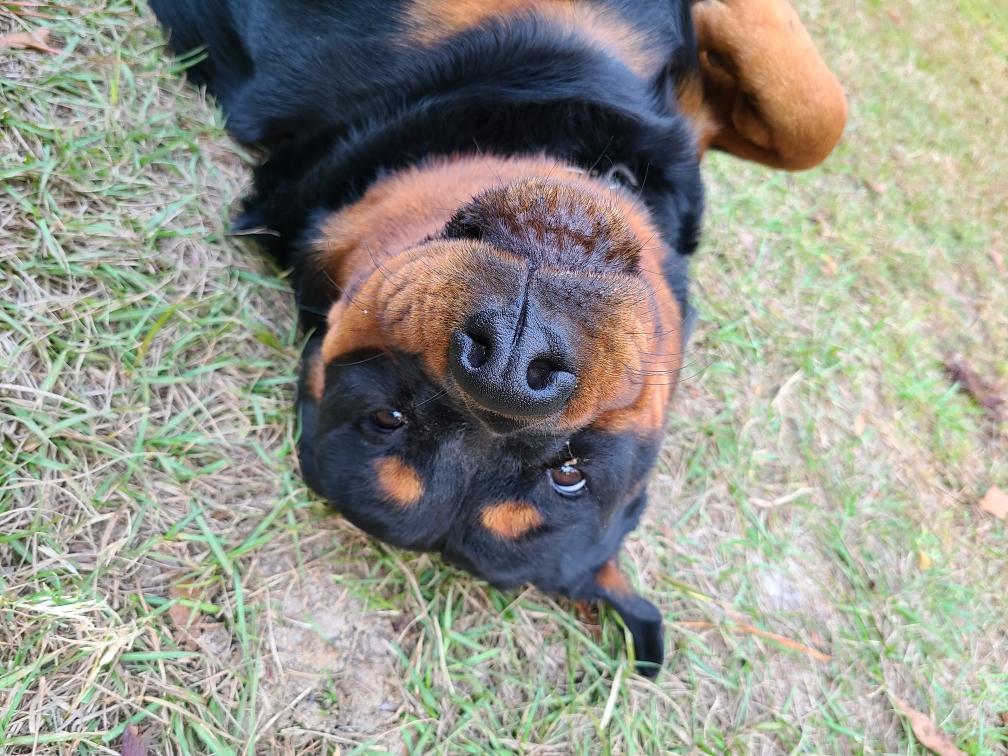 A & Y Guardian Rottweiler in Alabama | Rottweiler puppies | Good Dog