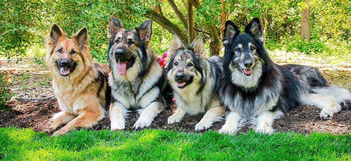 Spirit Wind Shilohs in New Jersey | Shiloh Shepherd puppies | Good Dog