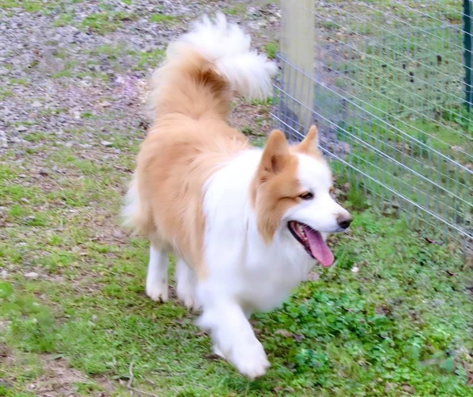 Leisa Rayborn's Border Collies in Mississippi | Border Collie puppies ...
