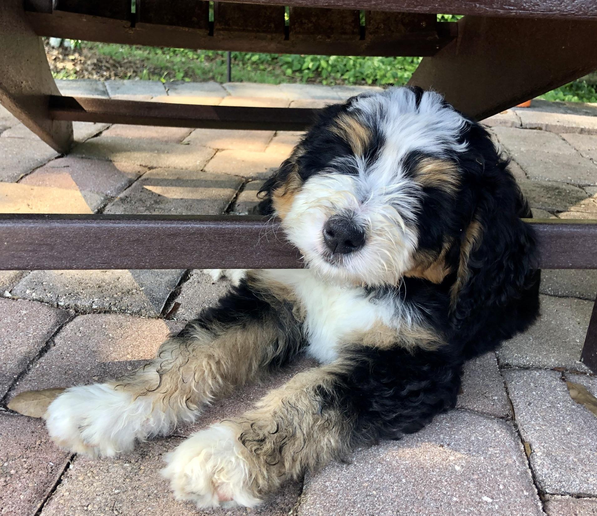 Central Florida Bernedoodles in Florida | Bernedoodle, Goldendoodle or ...