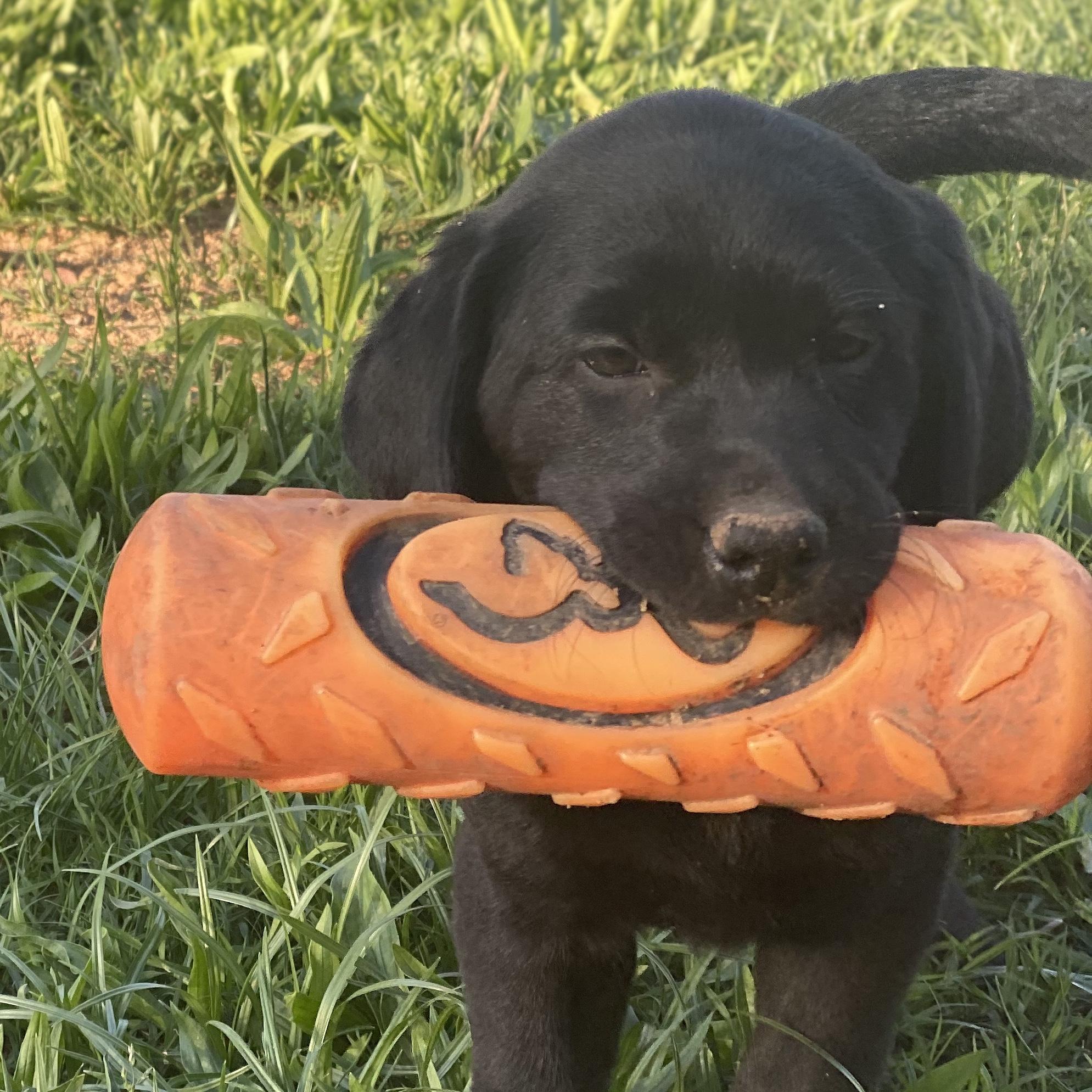 Willow Kane Farm Labrador Retrievers in California | Labrador Retriever ...