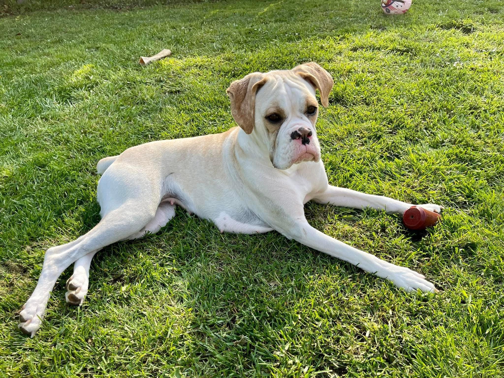 Dudley’s Dream Boxers in Oregon | Boxer puppies | Good Dog
