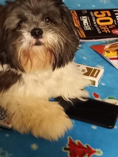 Lots of Lhasa Love in South Carolina | Lhasa Apso puppies | Good Dog