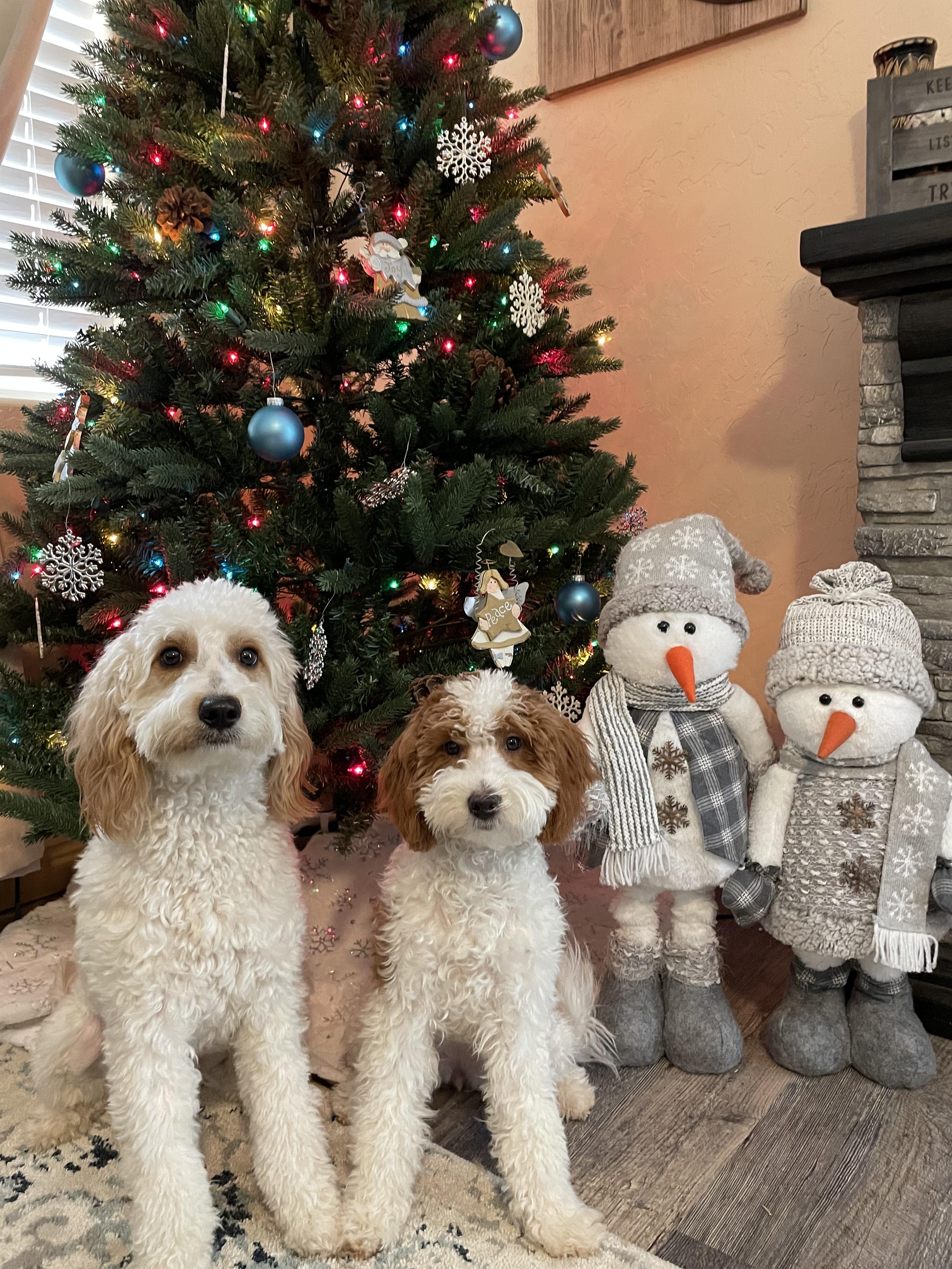 Dee’s Adorable Doodles in Utah | Goldendoodle puppies | Good Dog