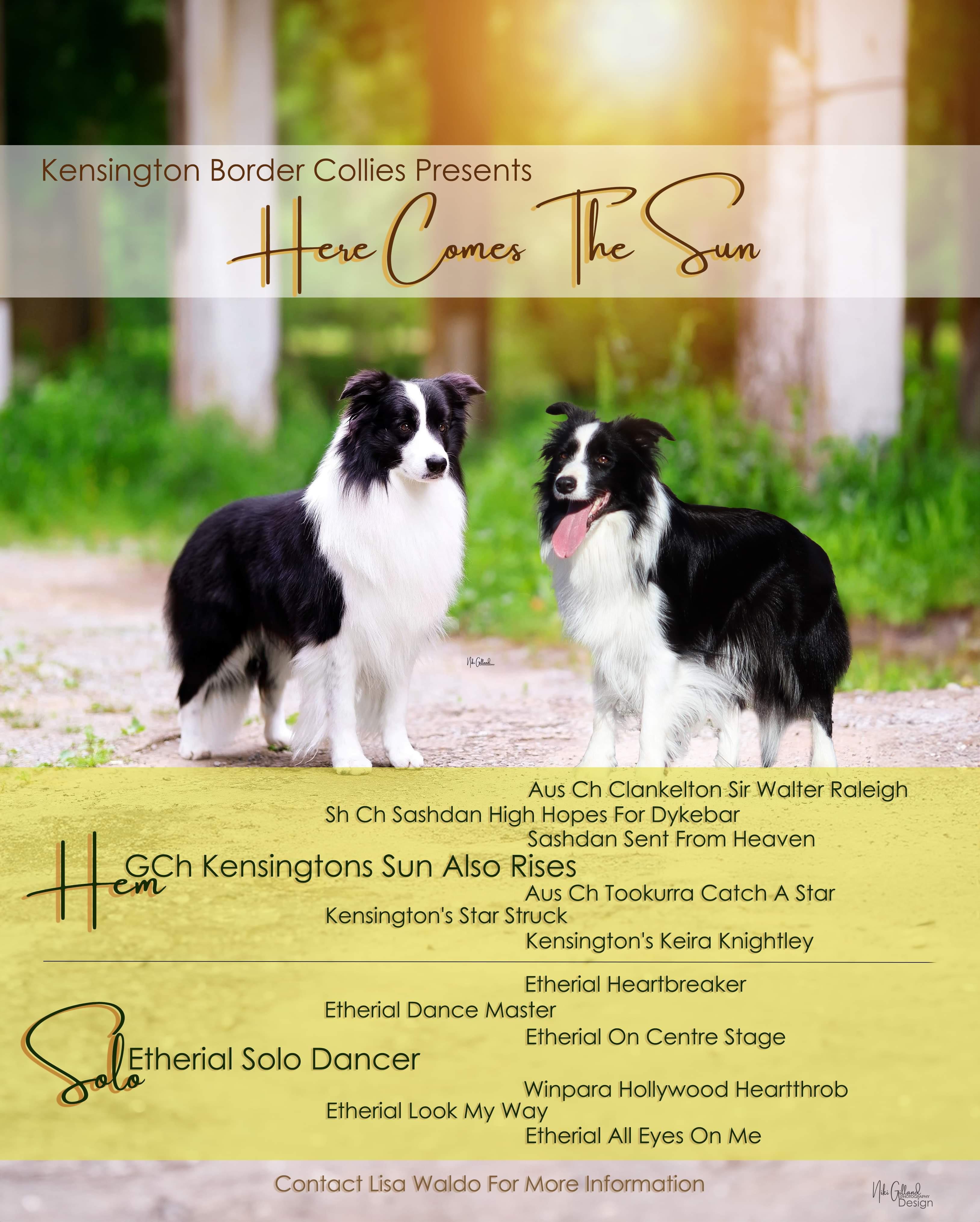 Kensington Border Collies in Alabama | Border Collie puppies | Good Dog