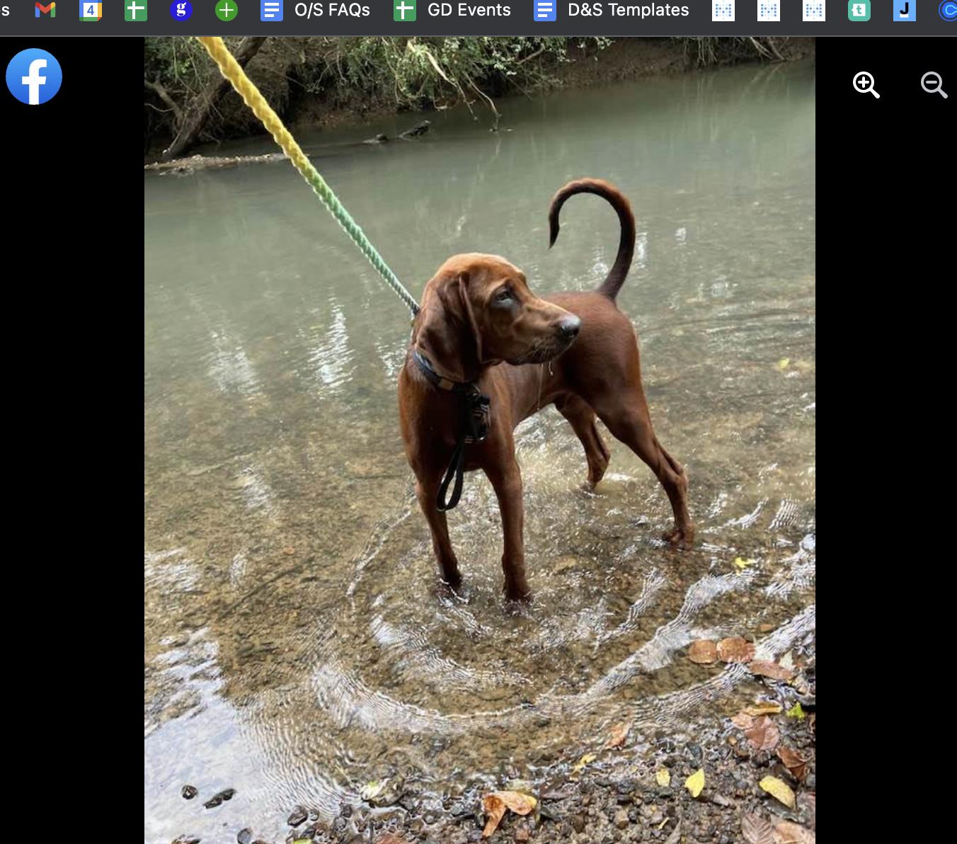 Reedy Creek Redbones in Virginia | Redbone Coonhound puppies | Good Dog