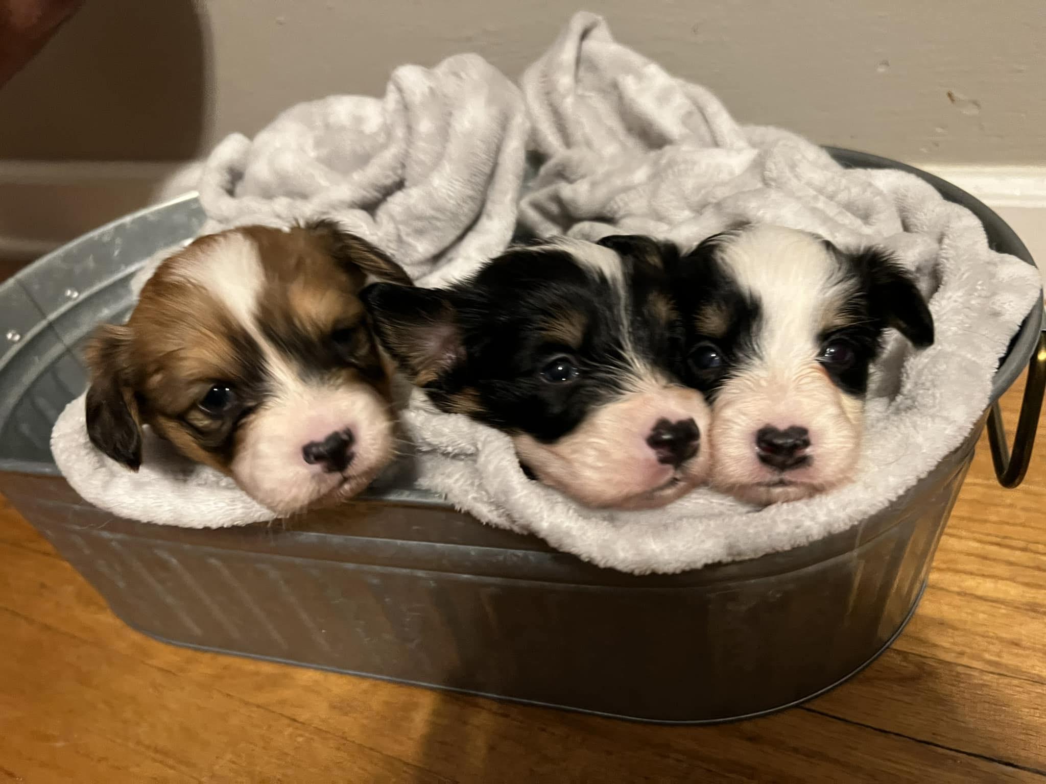 Cooper’s Corgis in Iowa | Pembroke Welsh Corgi puppies | Good Dog