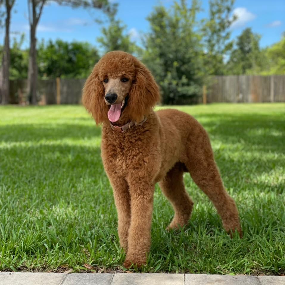 Glamorous Poodles of Tampa in Florida | Goldendoodle and Poodle puppies ...