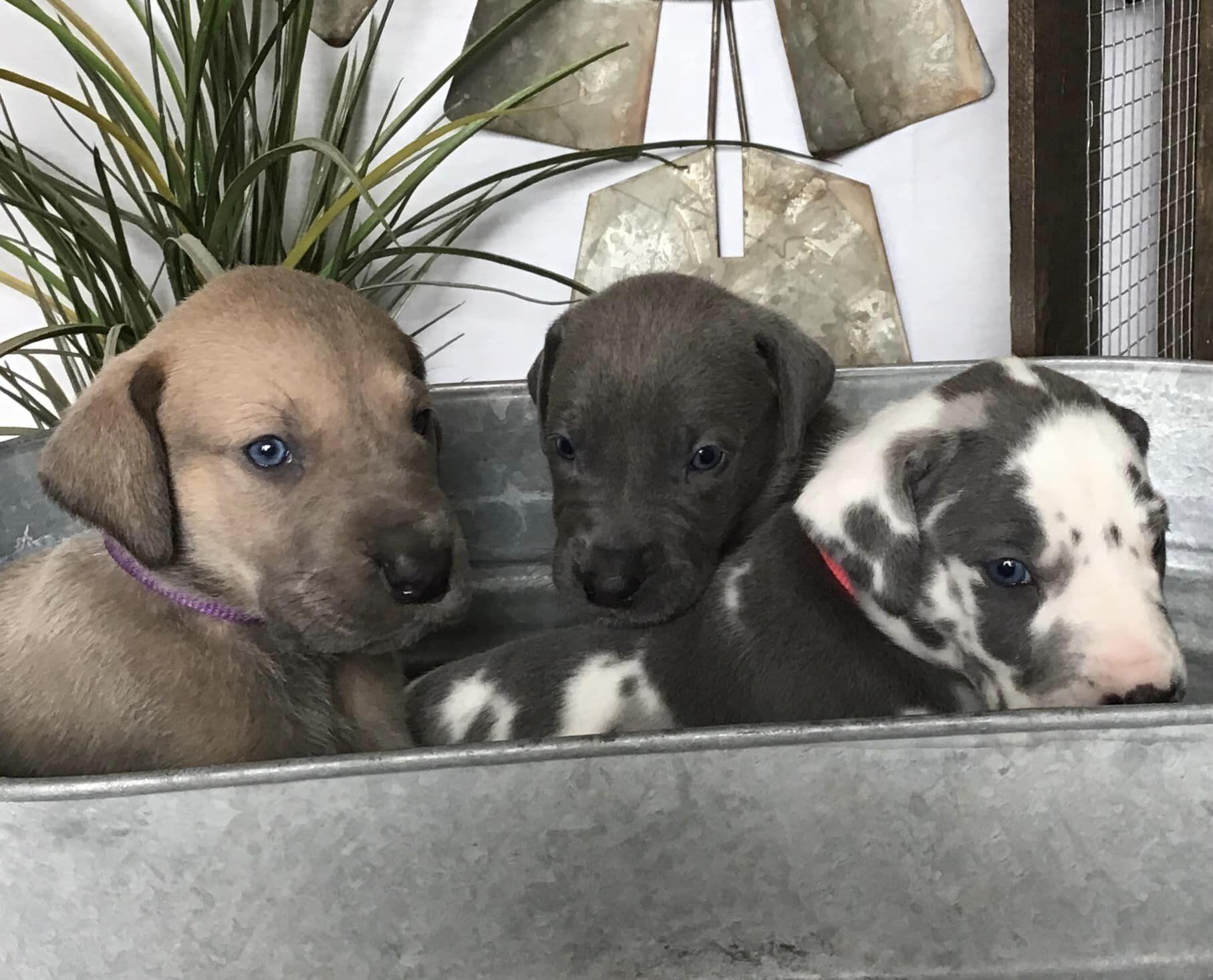 Our Sweet "Dane-Ishes" in Utah | Great Dane puppies | Good Dog