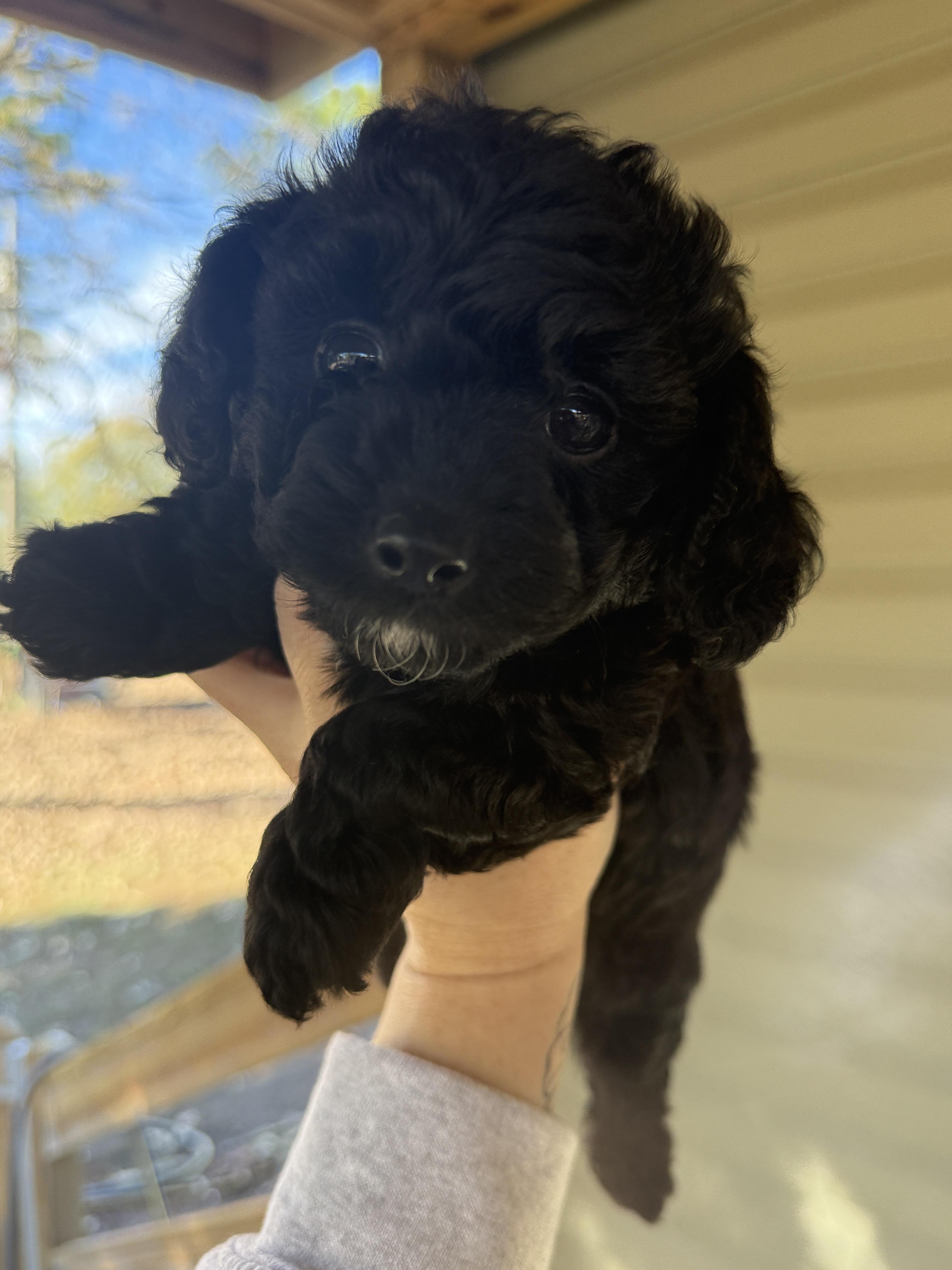 Hall Family Doodle Ranch in Mississippi | Goldendoodle puppies | Good Dog