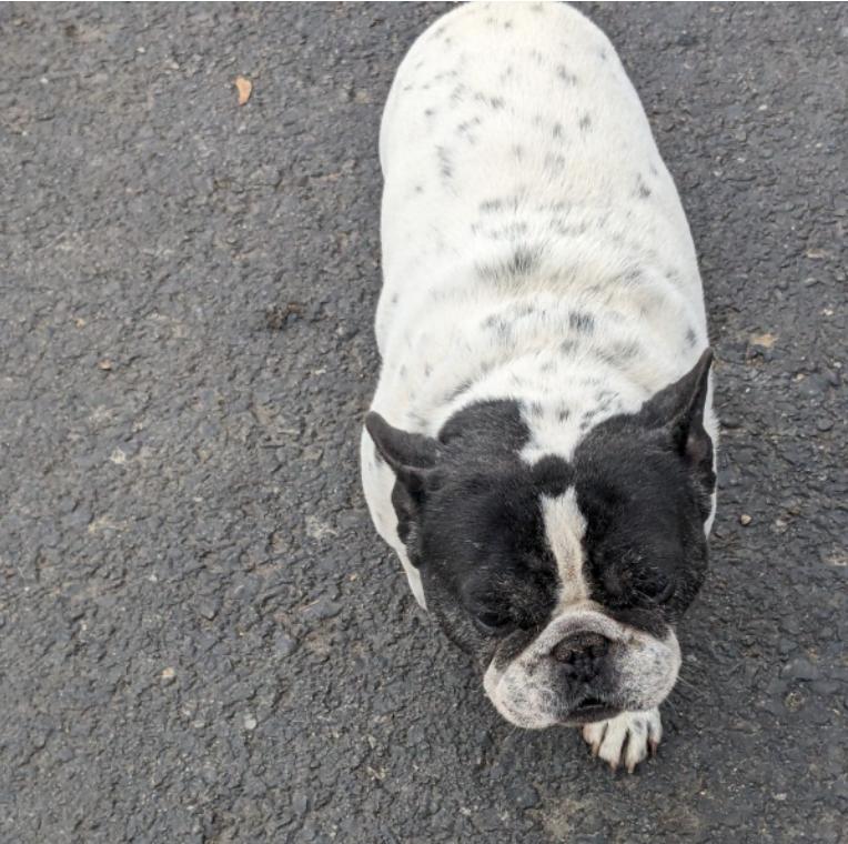 Russell's Pugs and Frenchies in New York | French Bulldog and Pug ...