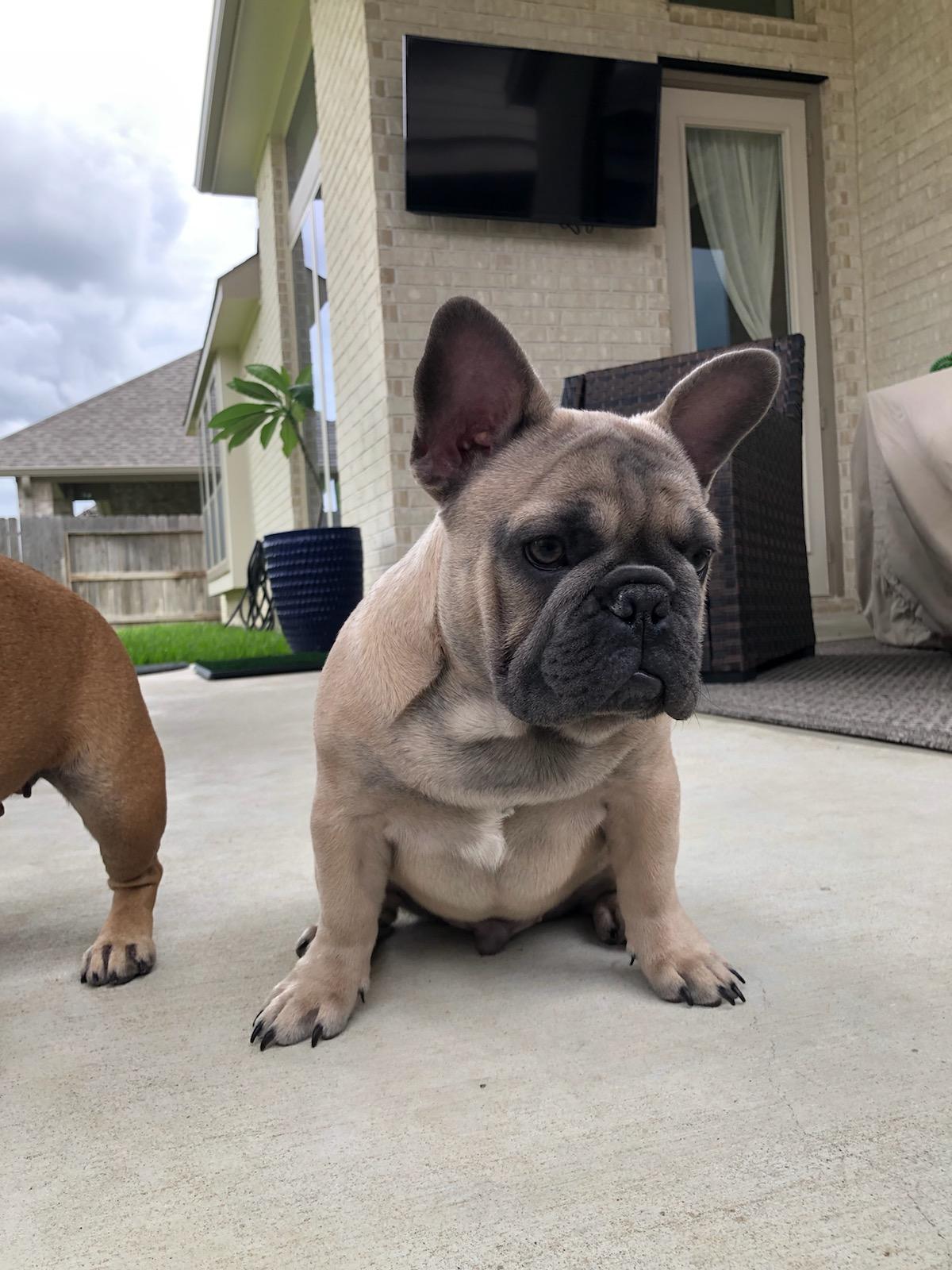 Biltwell Frenchies in Texas | French Bulldog puppies | Good Dog