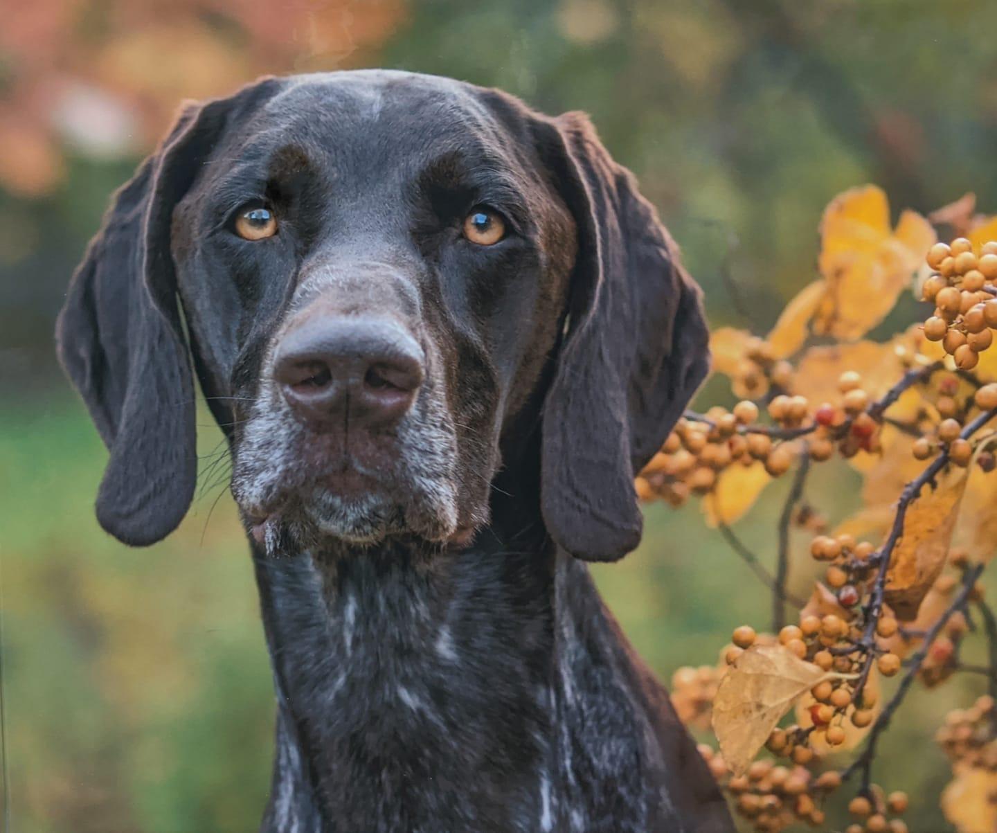 Patty's German Shorthaired Pointers & Whippets in Massachusetts ...