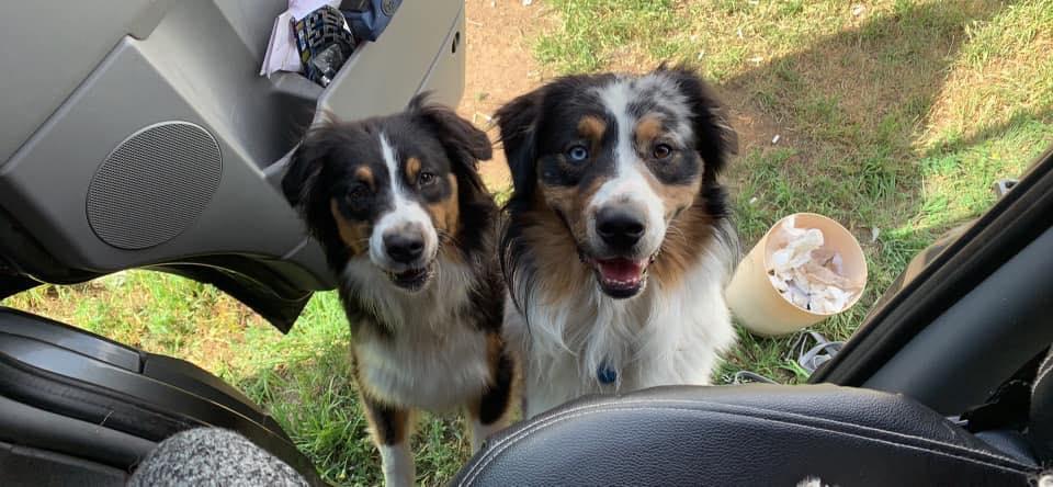 Taptico’s Australian Shepherds in Colorado | Australian Shepherd ...
