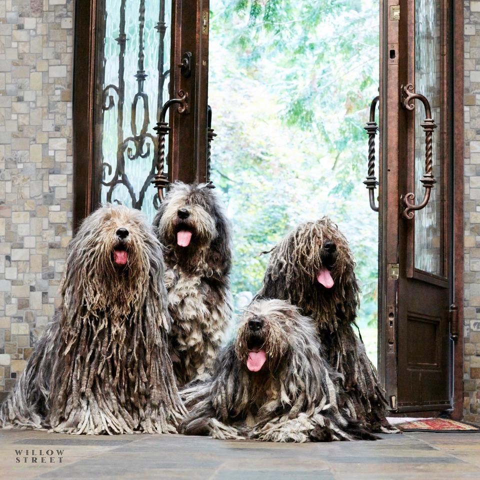 Silver Pastori Bergamascos in Pennsylvania | Bergamasco Sheepdog ...