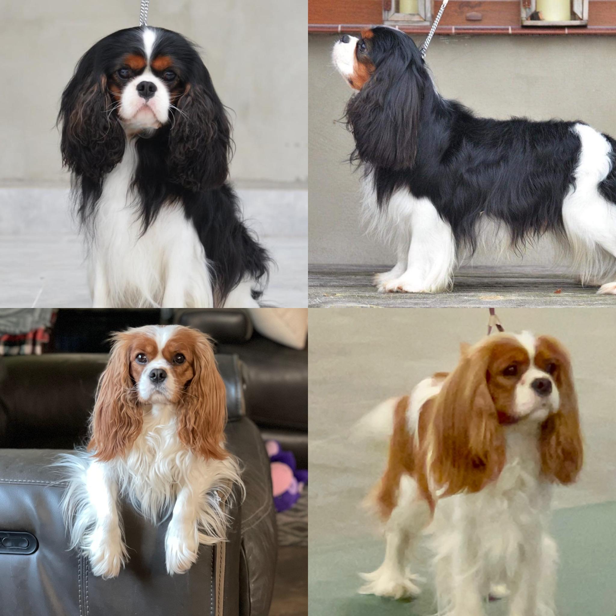 Sahailey Cavaliers in Oregon | Cavalier King Charles Spaniel puppies ...