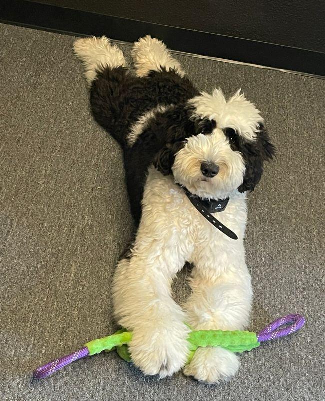 Panda's Sheepadoodles in Texas | Sheepadoodle puppies | Good Dog