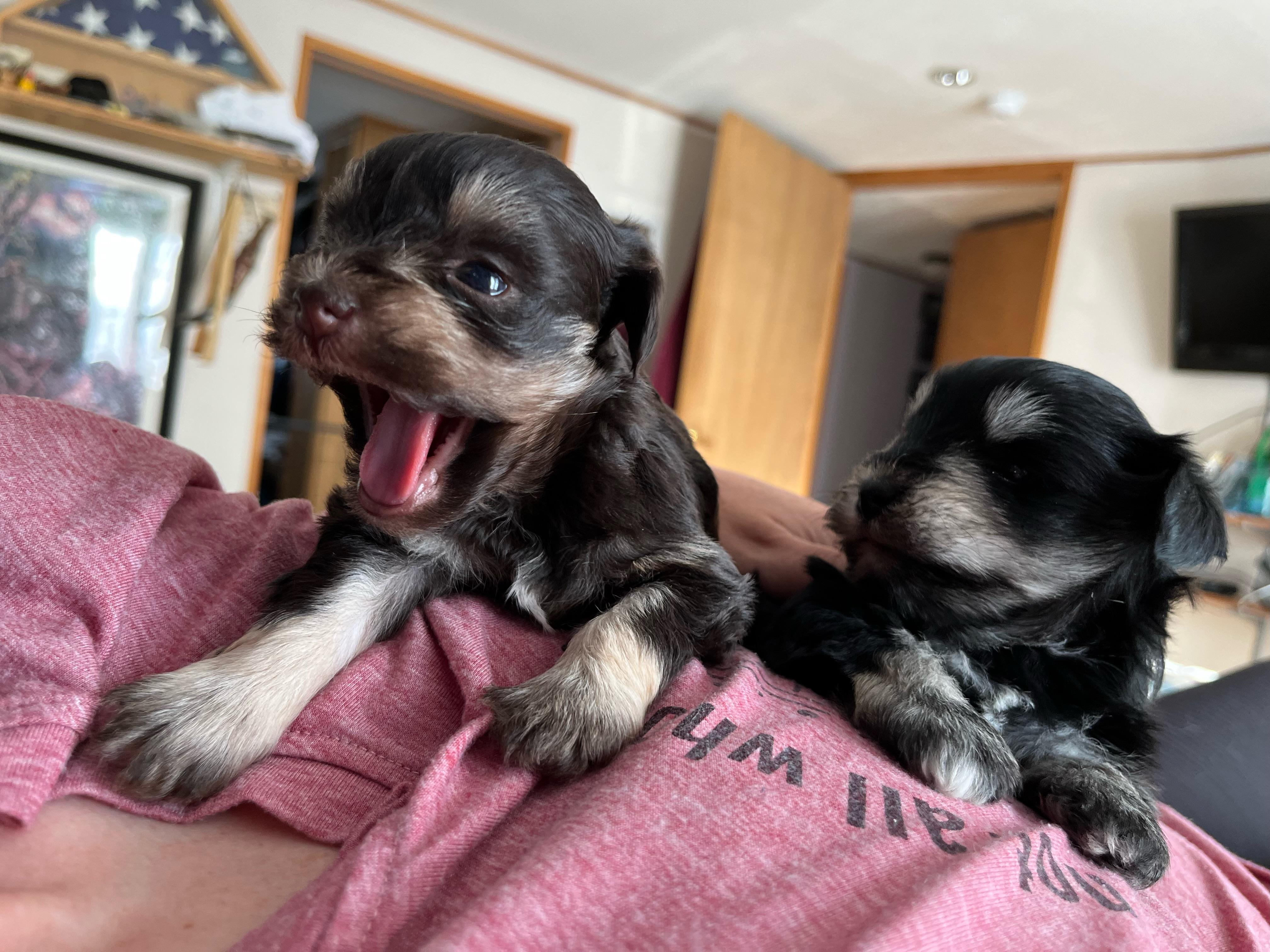 Star Valley Schnauzers in Wyoming | Miniature Schnauzer puppies | Good Dog