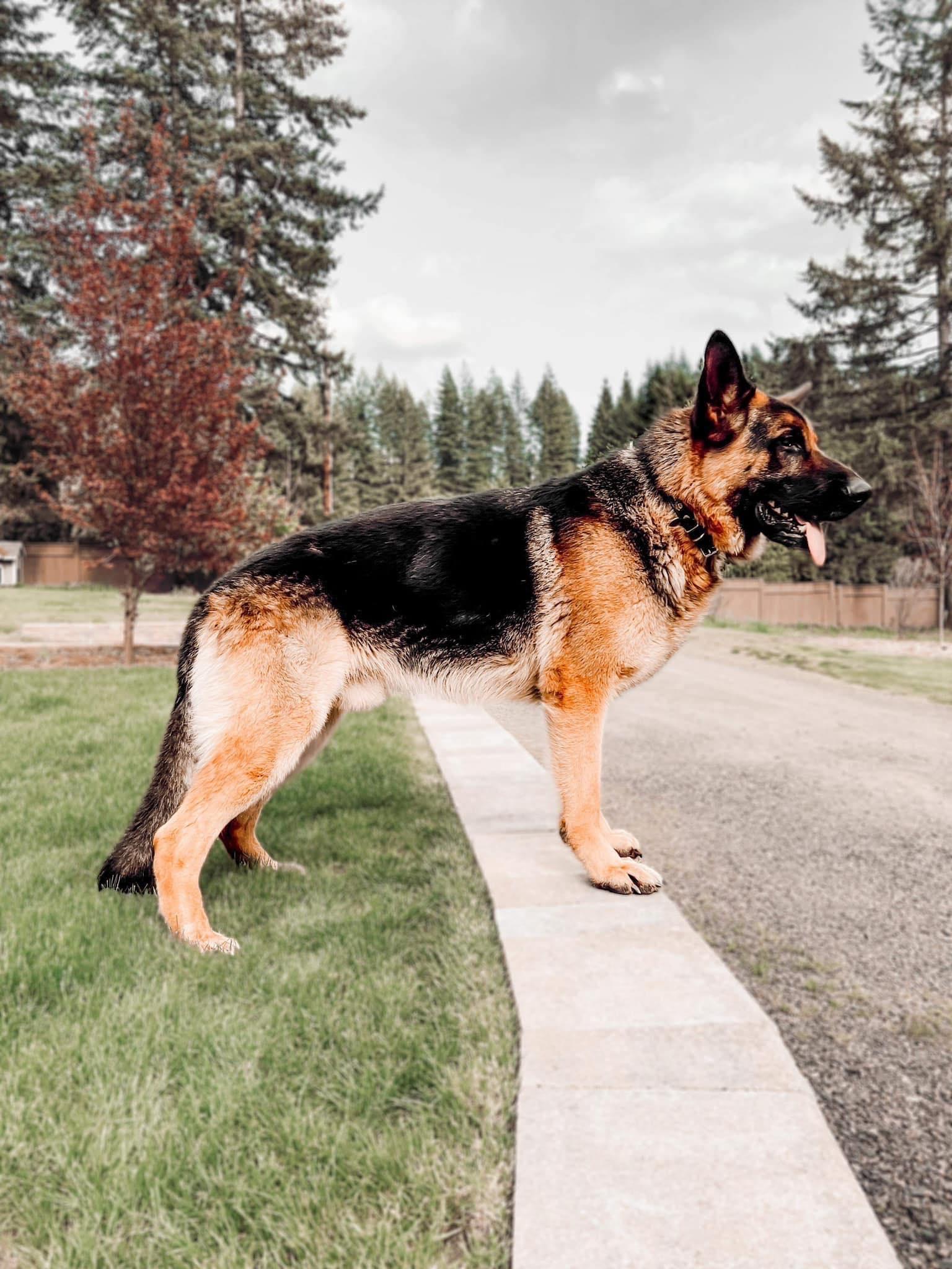 Buxton Oregon Shepherds in Oregon | German Shepherd puppies | Good Dog
