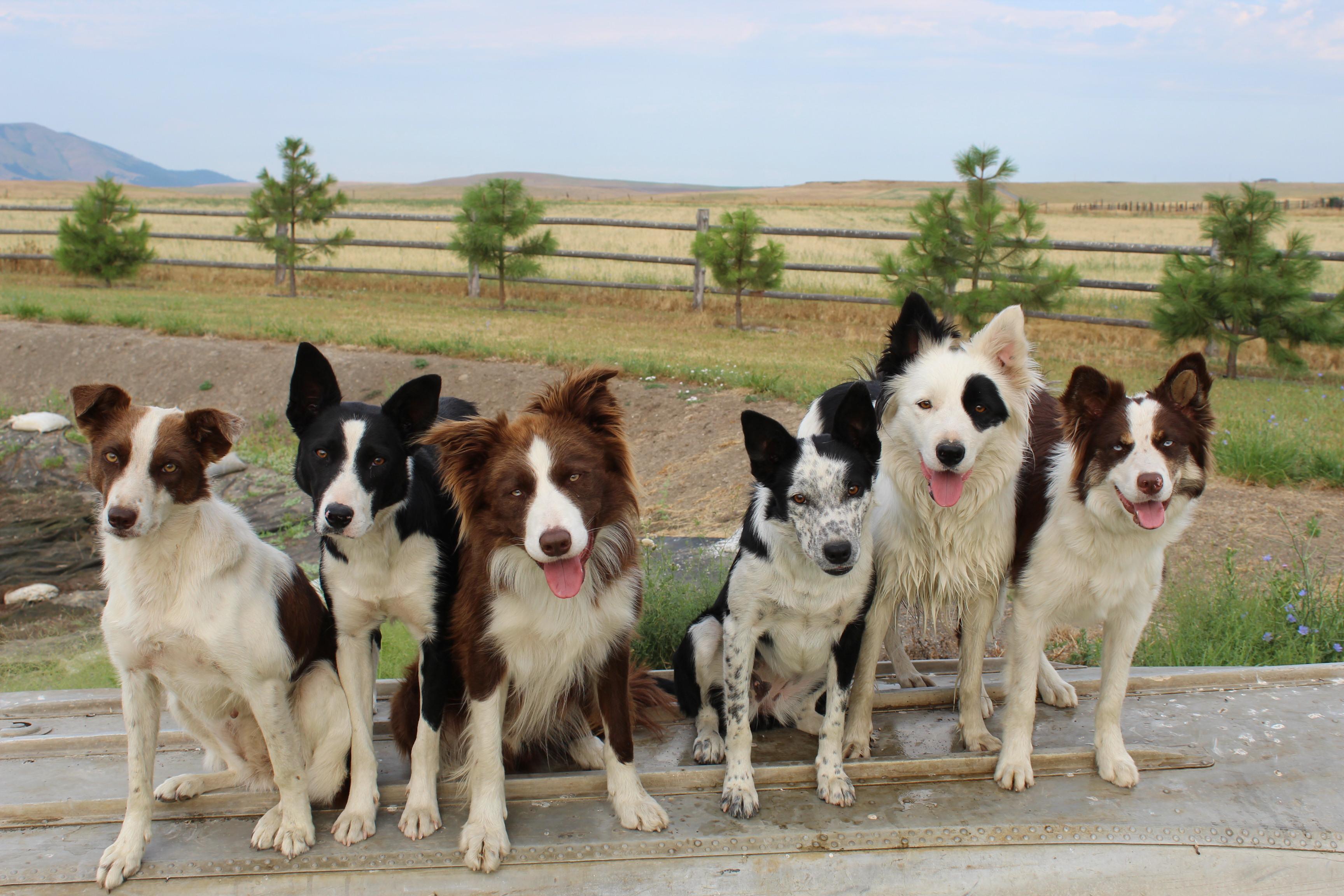 Forthright Farms in Washington | Border Collie puppies | Good Dog