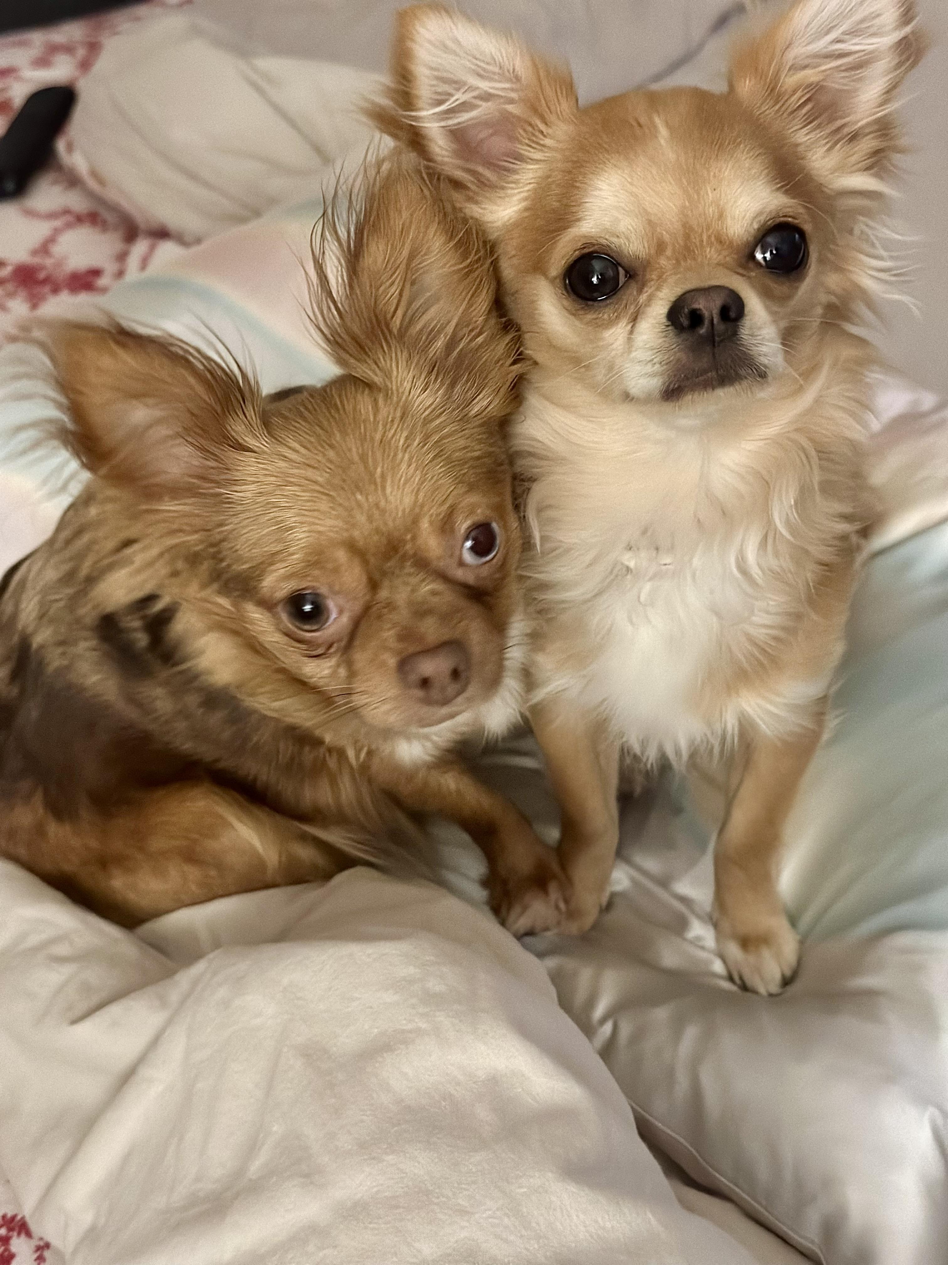 Luxe Paradise House of Chi in Texas | Chihuahua puppies | Good Dog