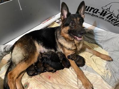 K&L Kennels in Washington | German Shepherd puppies | Good Dog