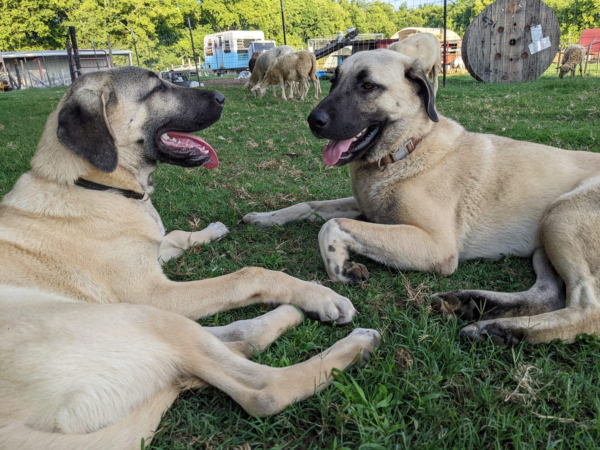 Black Locust Katahdins in Tennessee | Kangal puppies | Good Dog