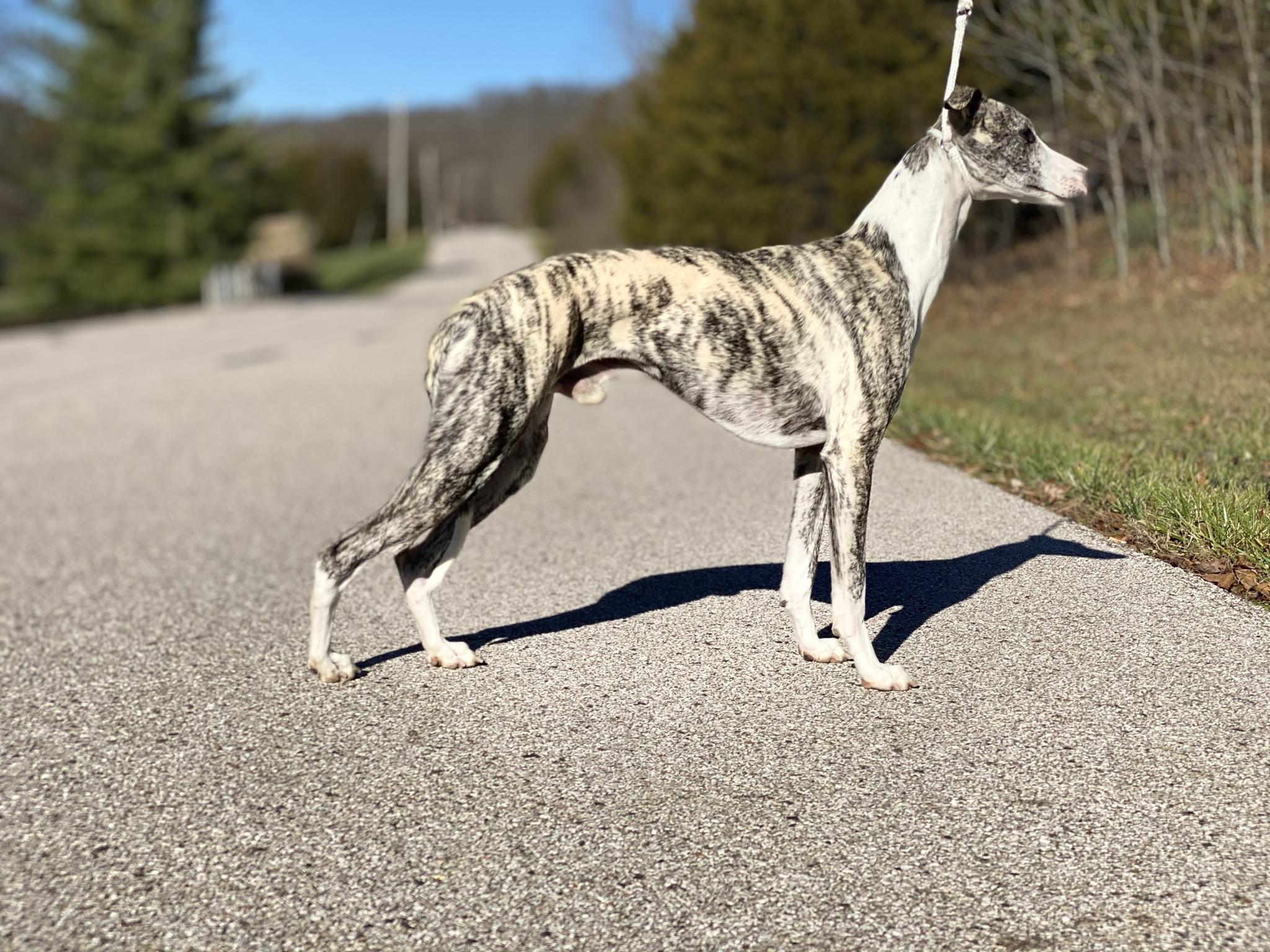 Laurel-Highmoor Whippets in Illinois | Whippet puppies | Good Dog