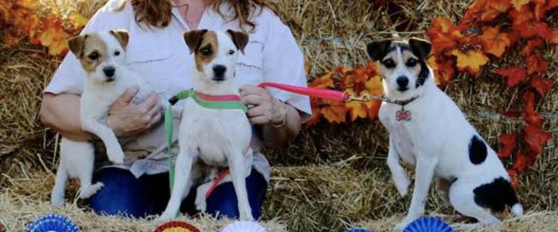 Forge Creek Working Jack Russell Terriers in South Carolina | Jack ...