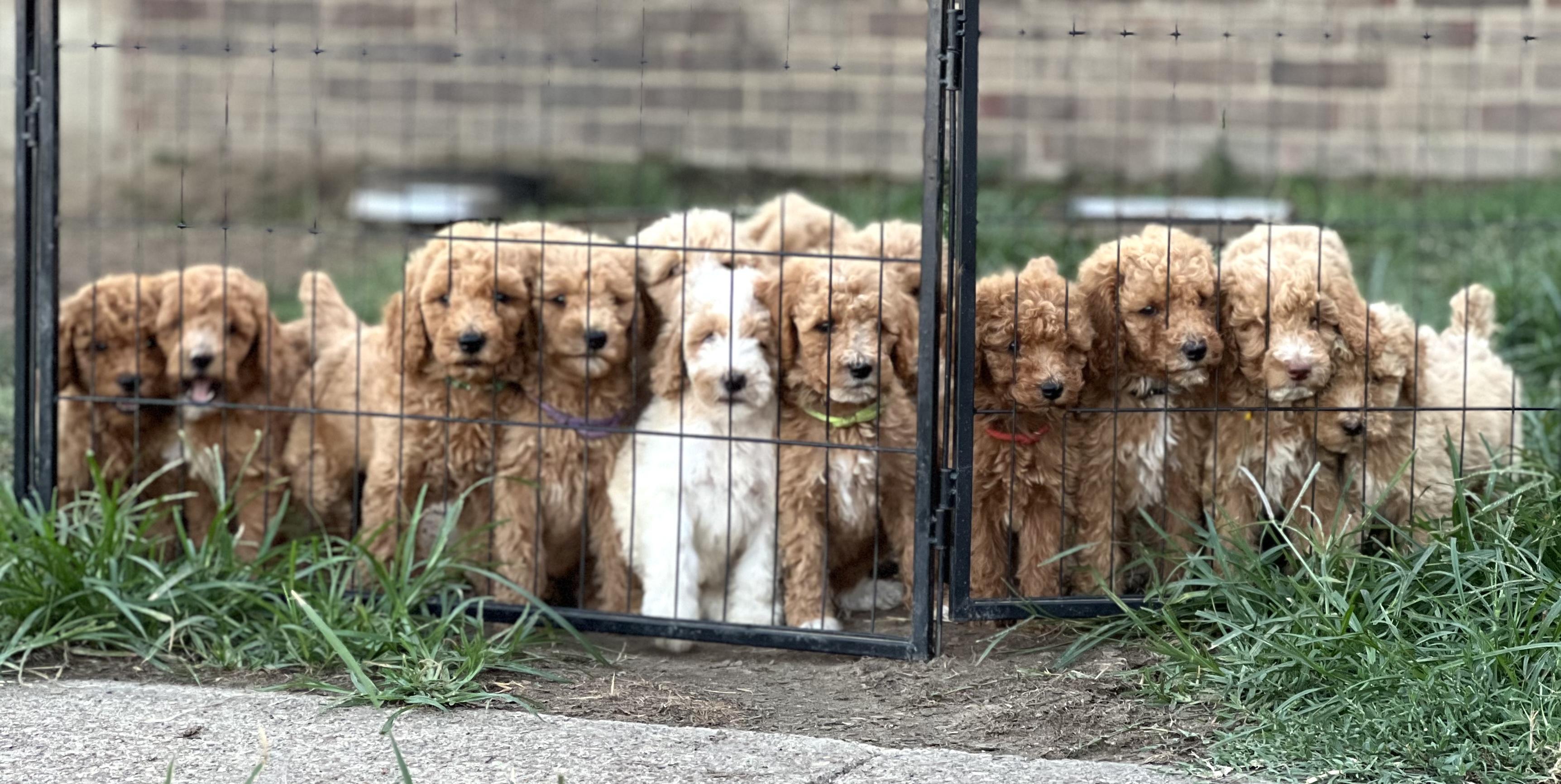 Fields Poodles in Oklahoma | Poodle puppies | Good Dog