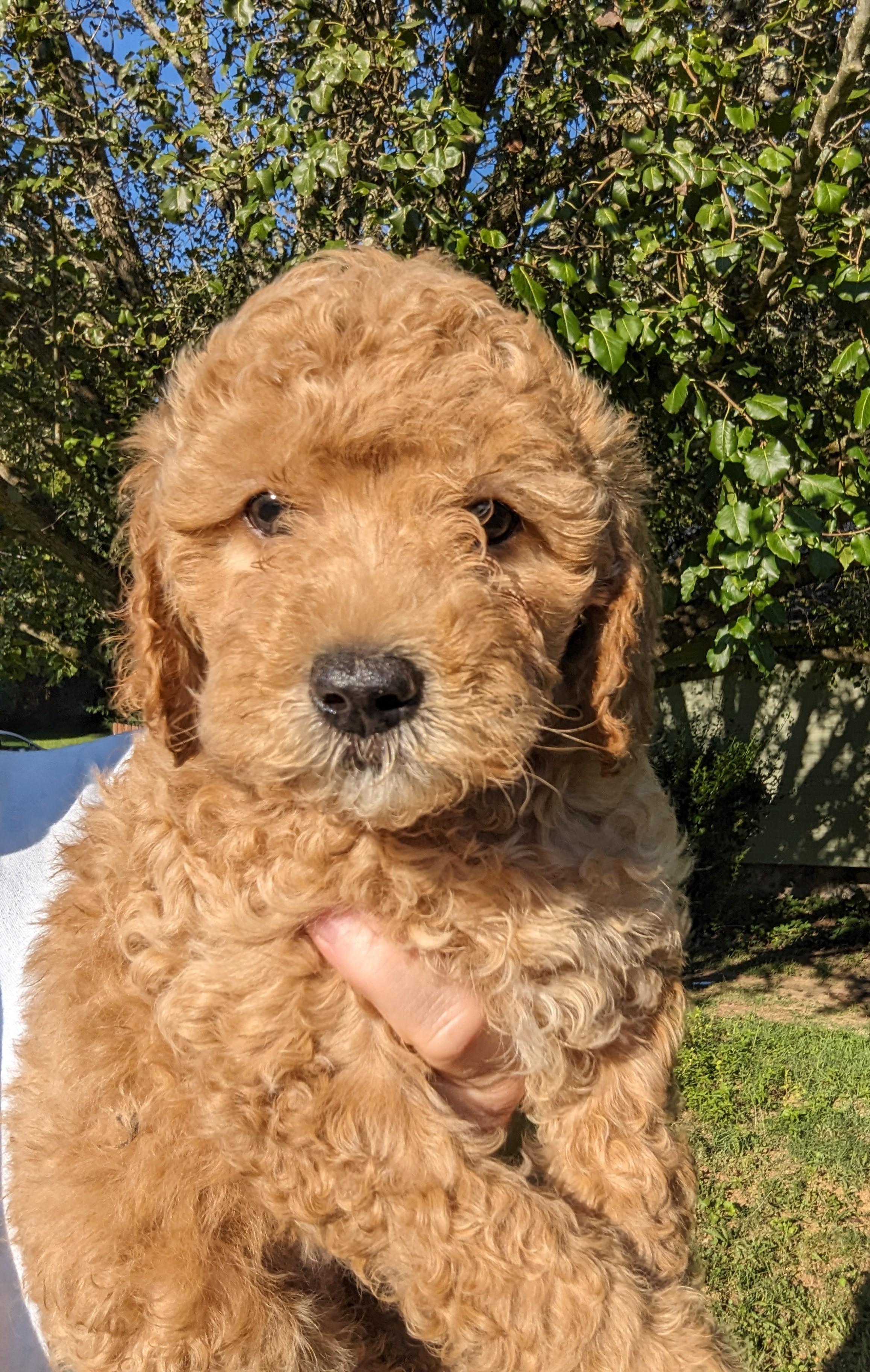 Daisy's Doodle Den in Georgia | Cavapoo and Goldendoodle puppies | Good Dog