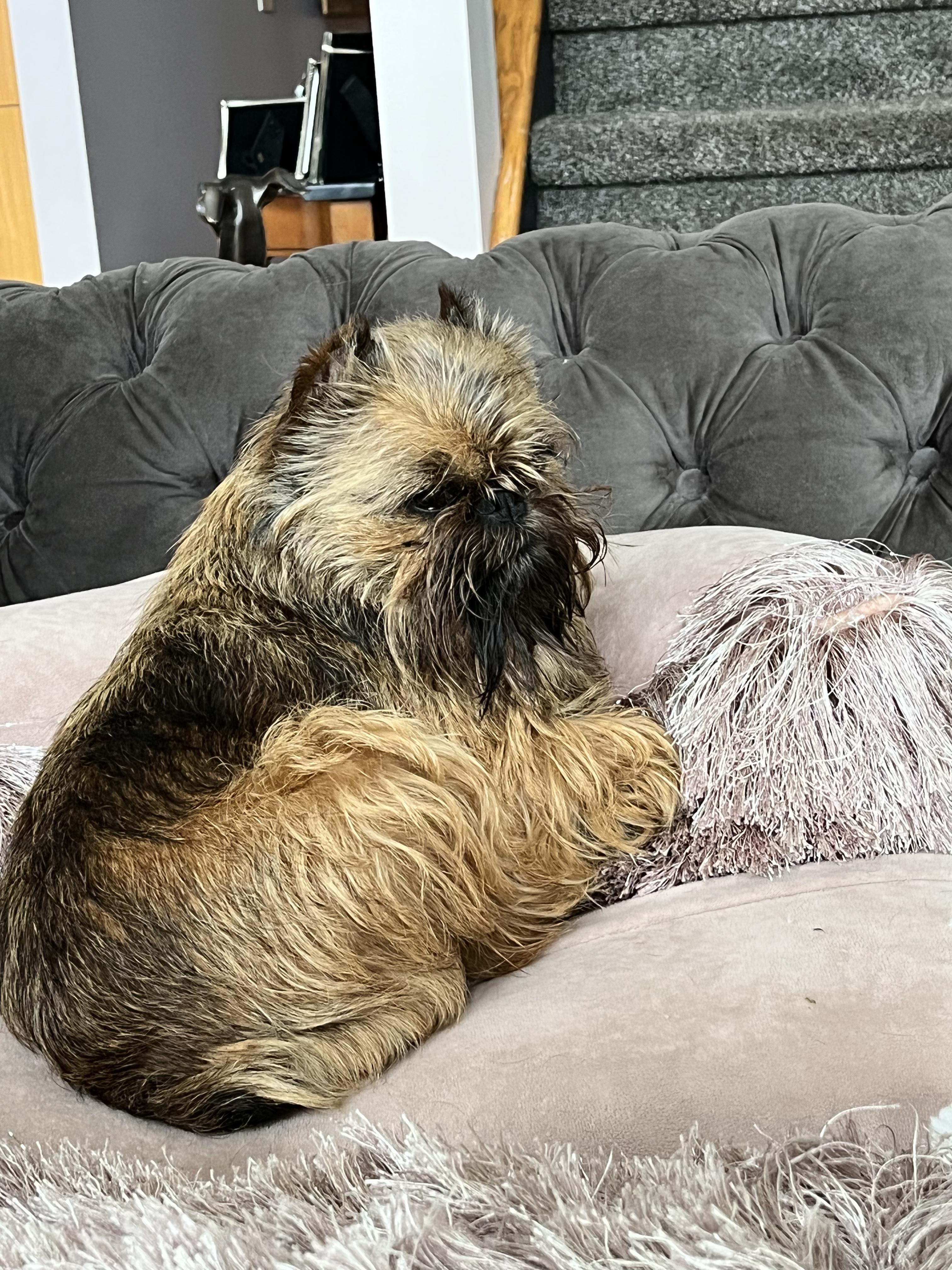 Patti Fitzgerald in New York | Brussels Griffon and Whippet puppies ...