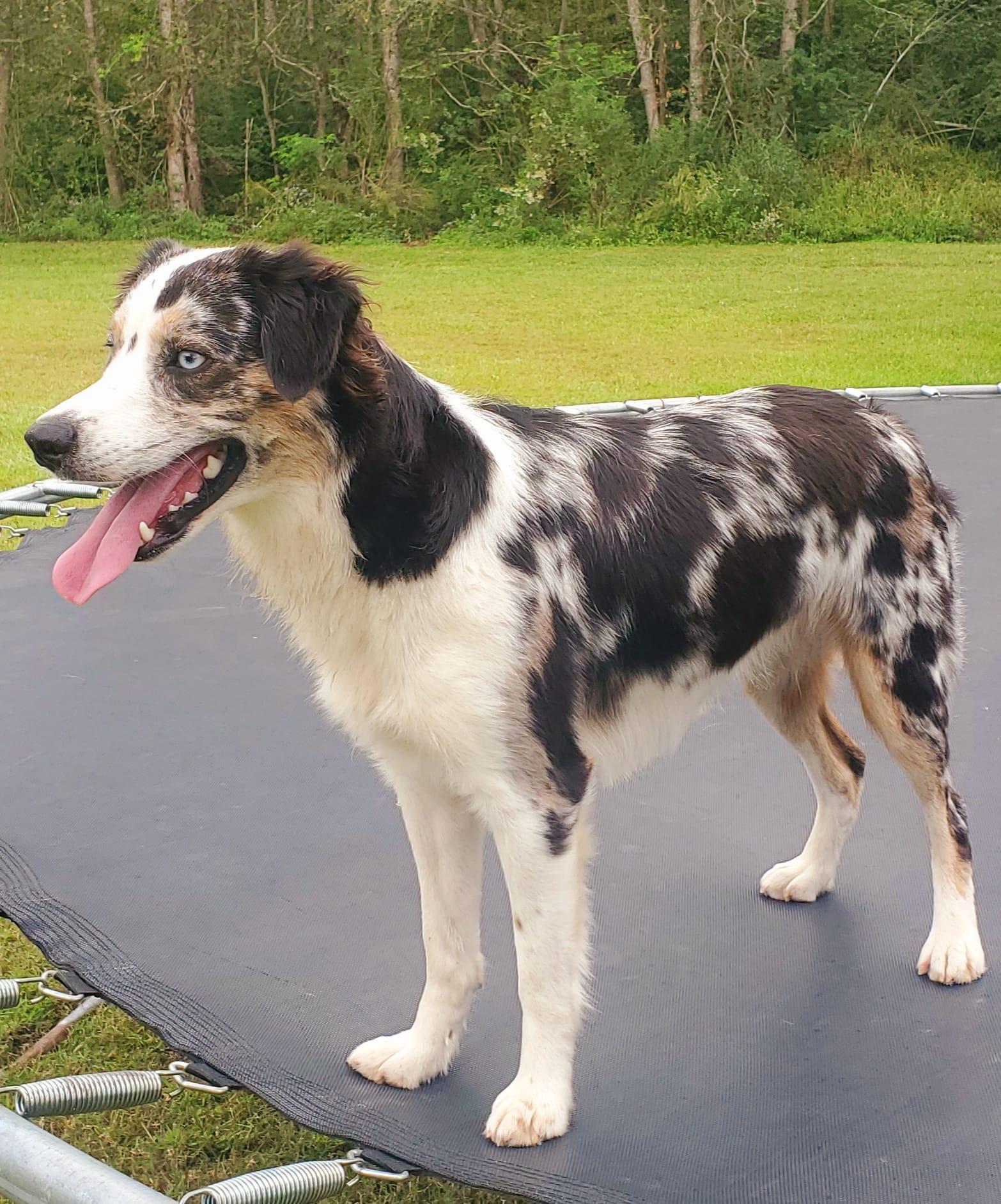 C5 Kennels in Louisiana | Miniature American Shepherd and Black Mouth ...