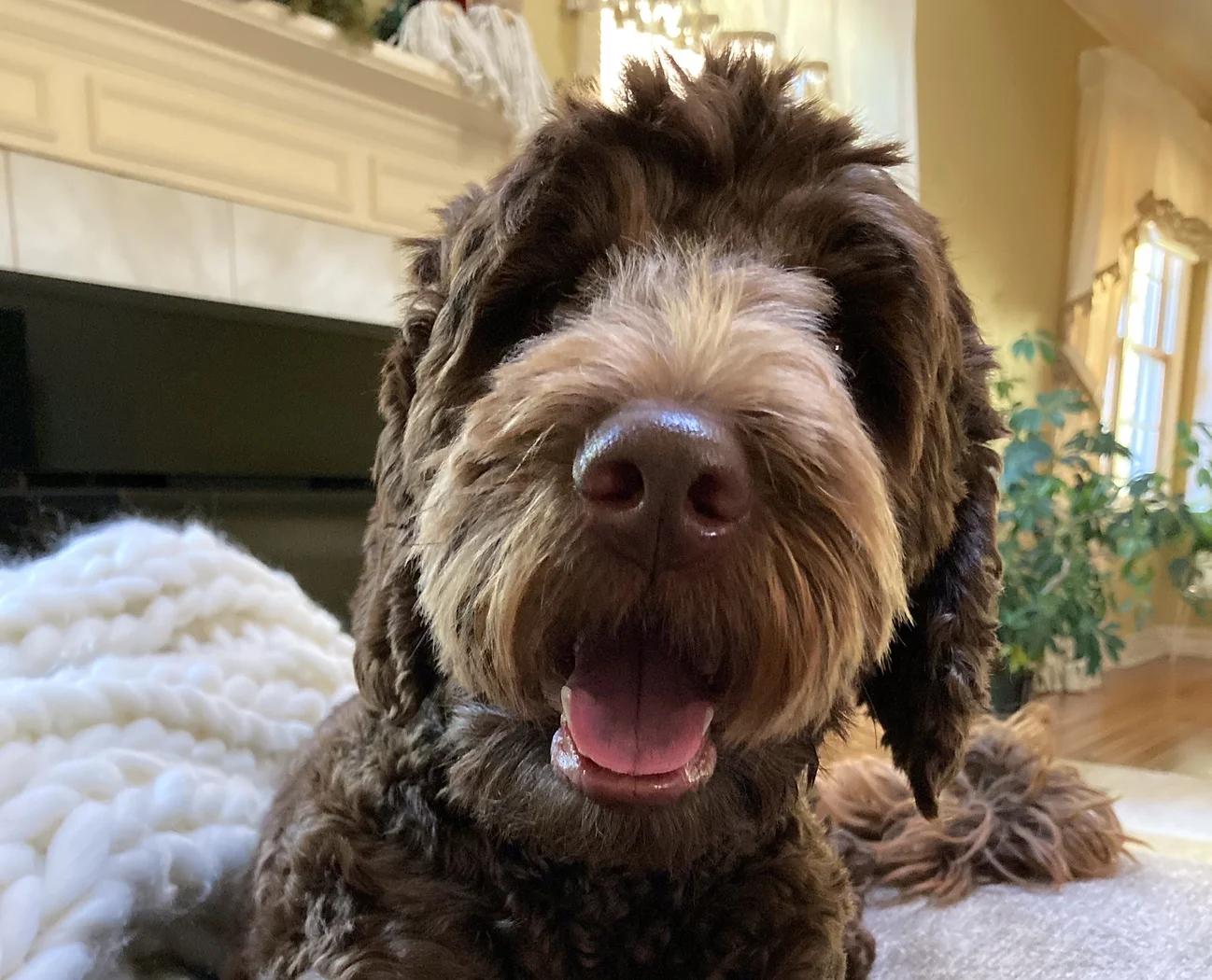 Aurora Australian Labradoodles in New York | Australian Labradoodle ...