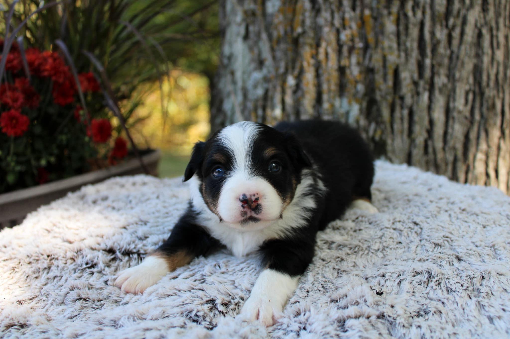 Circle J Aussies in Missouri | Toy Australian Shepherd puppies | Good Dog