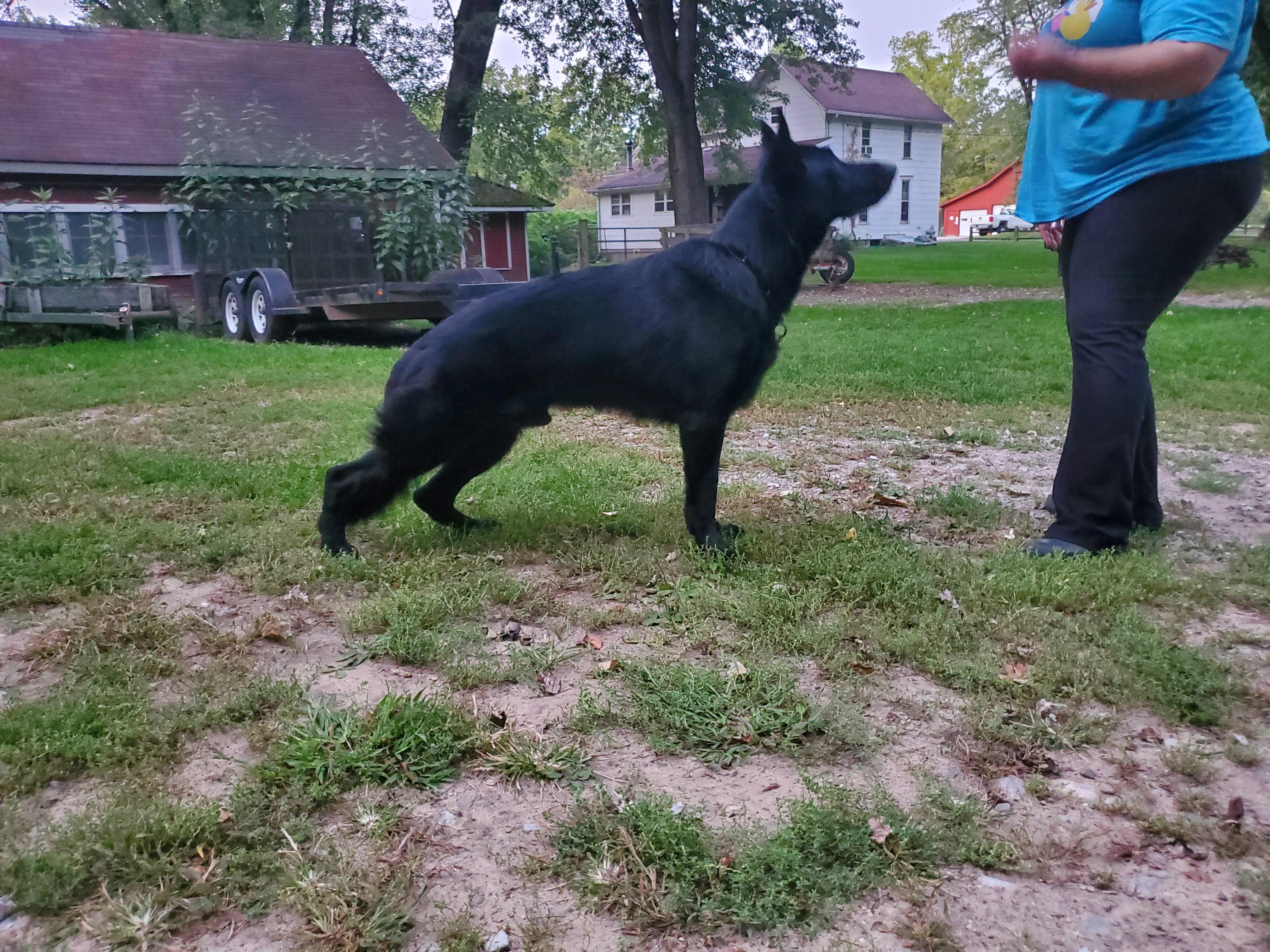 Vom Stout German Shepherds in Indiana | German Shepherd puppies | Good Dog