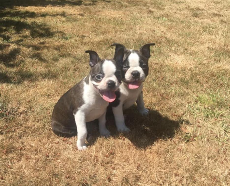 Candi Hoemberg in Oregon | Boston Terrier and Rottweiler puppies | Good Dog