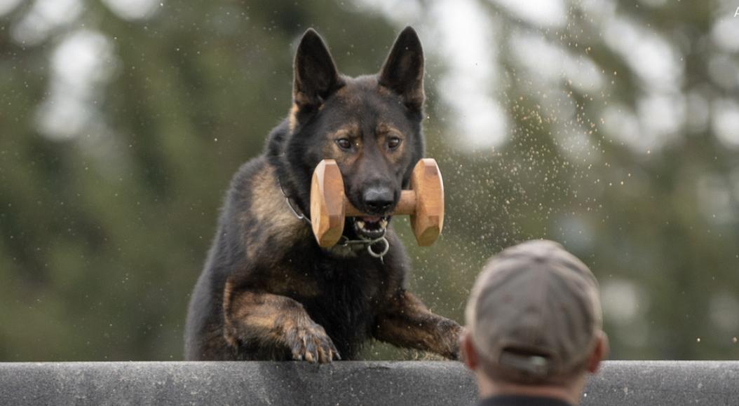 Scotsbrew kennels in Georgia | German Shepherd puppies | Good Dog