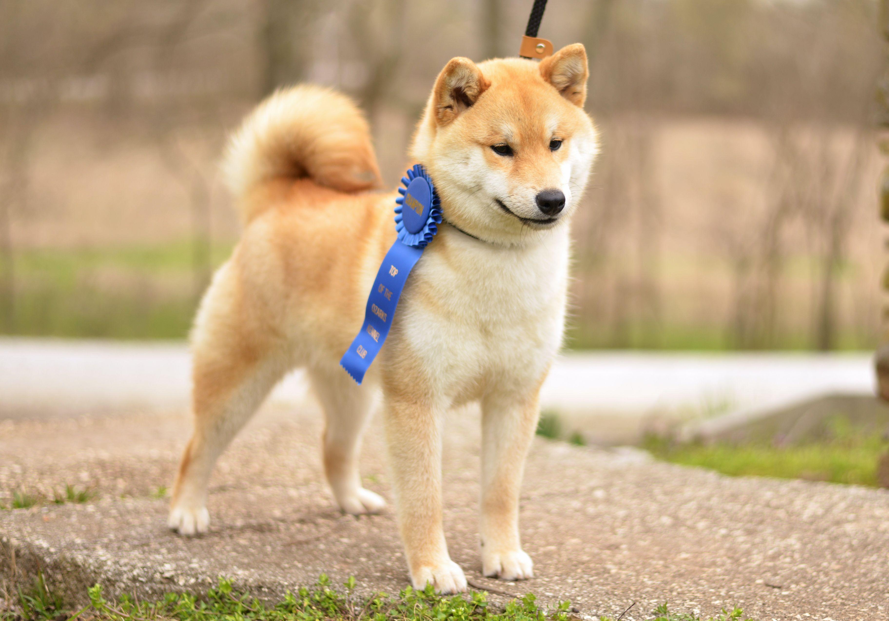 Sunny Terrace Shibas in Missouri | Shiba Inu puppies | Good Dog