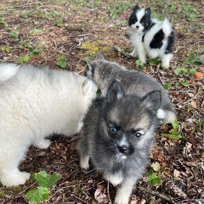 Petite Pomsky in Washington | Pomsky puppies | Good Dog