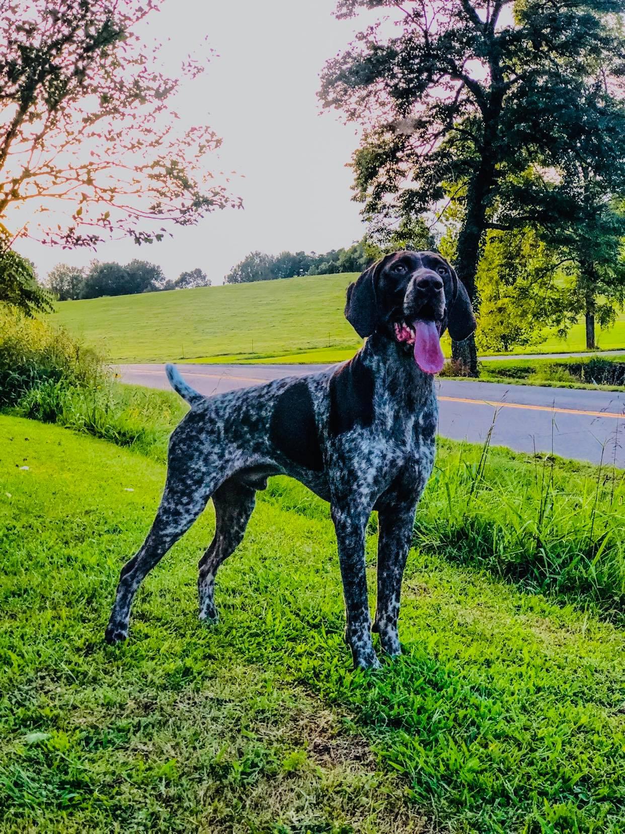 OutBark Dogs & Kennels in Kentucky | German Shorthaired Pointer puppies ...
