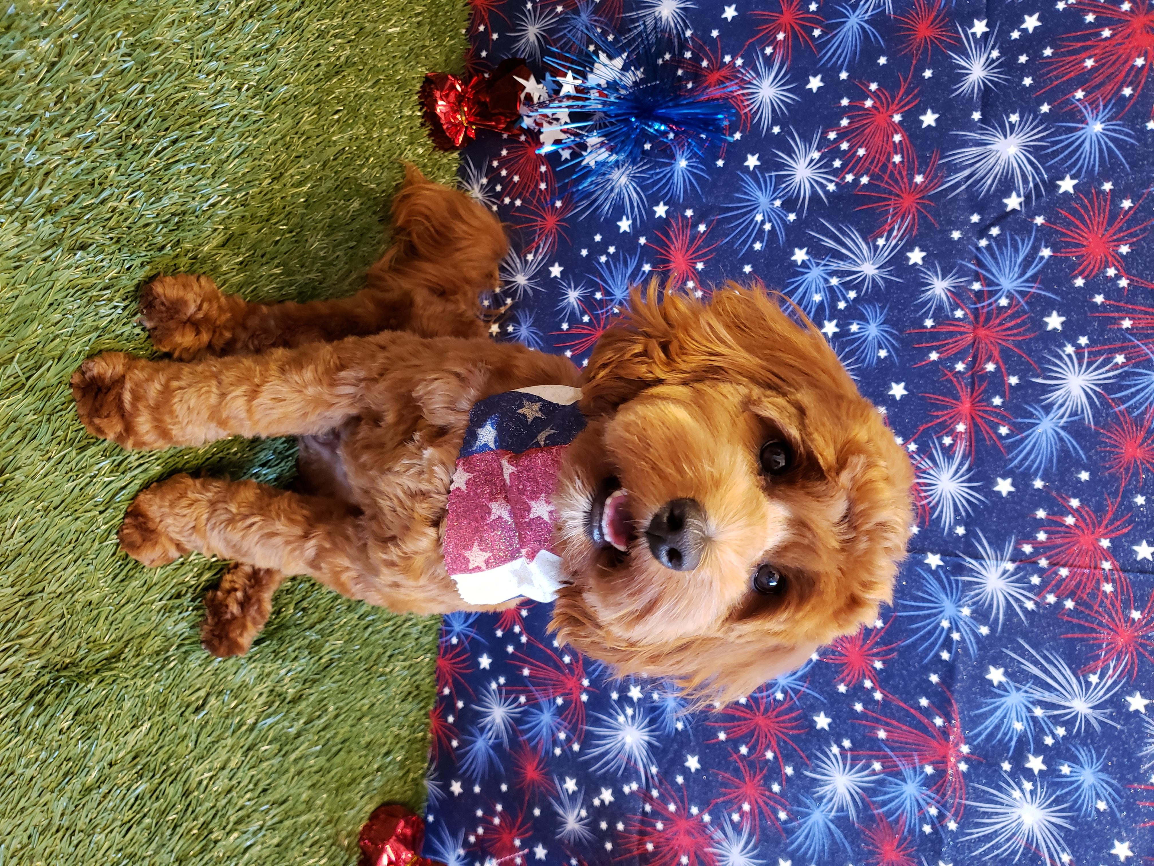 Ladybug Labradoodles in Texas | Australian Labradoodle puppies | Good Dog