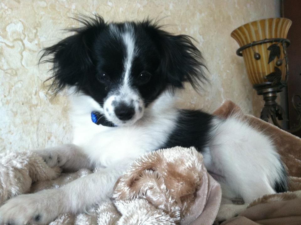 Peters Precious Papillons in Colorado | Papillon puppies | Good Dog