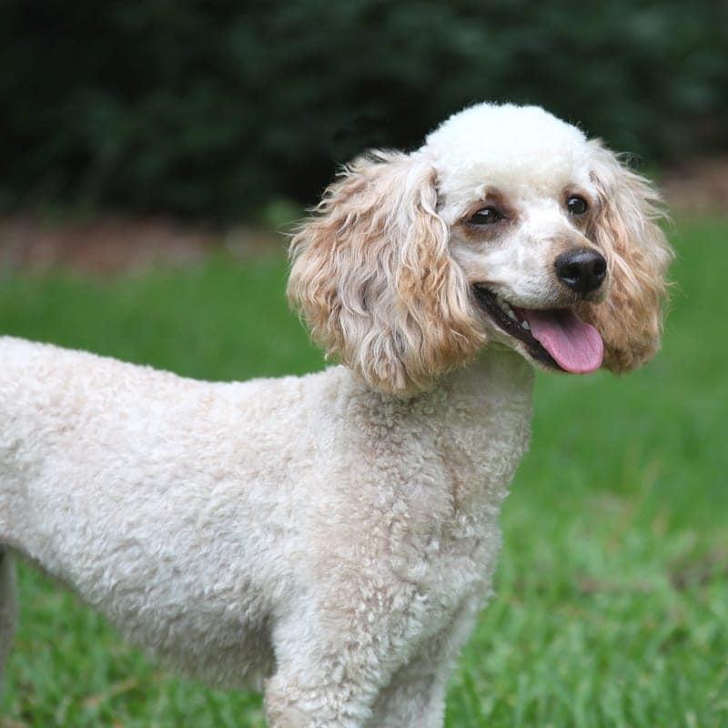 Durham's Designer Poos in Arkansas | Maltipoo and Poodle puppies | Good Dog